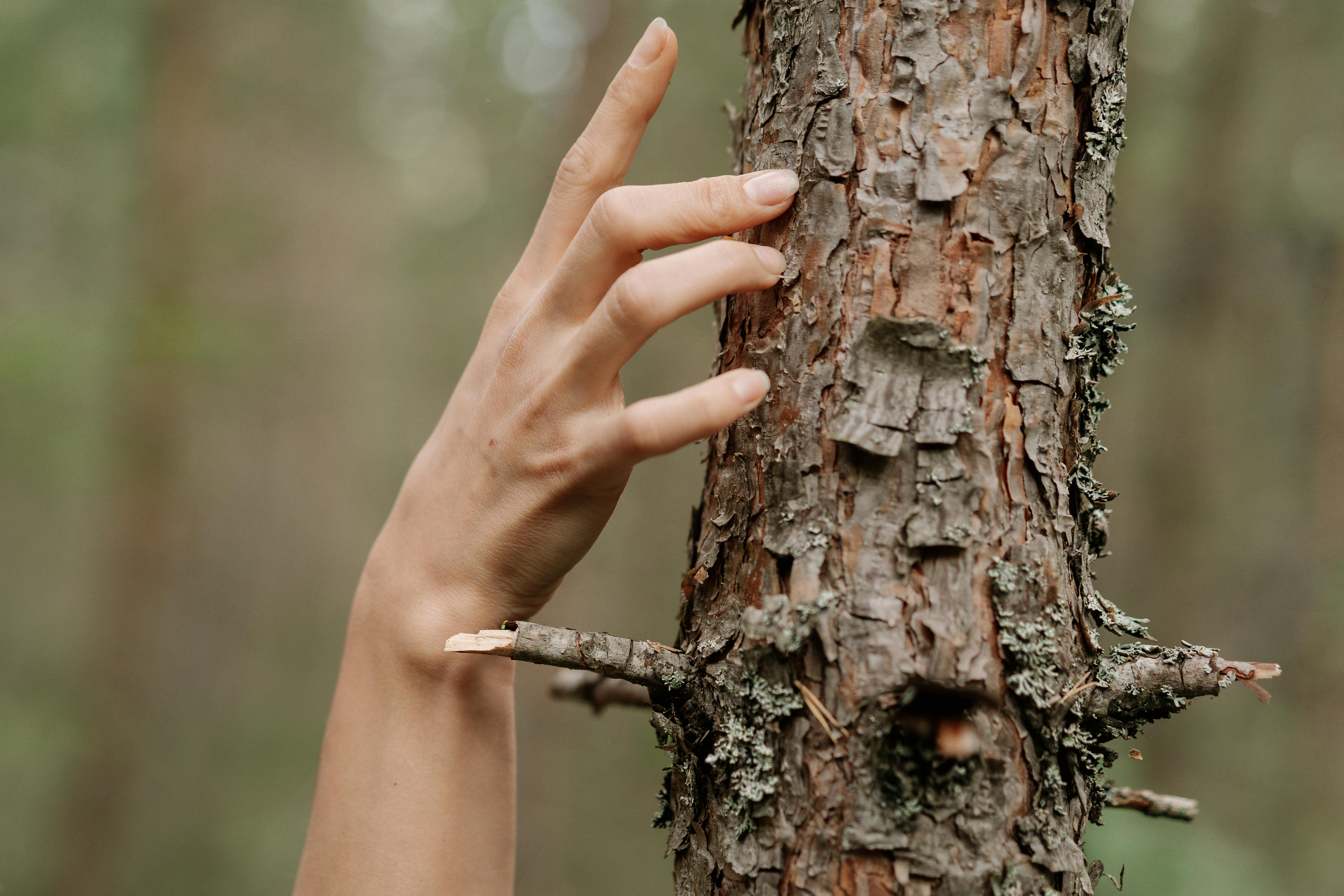 A Hand Holding the Brown Wood · Free Stock Photo