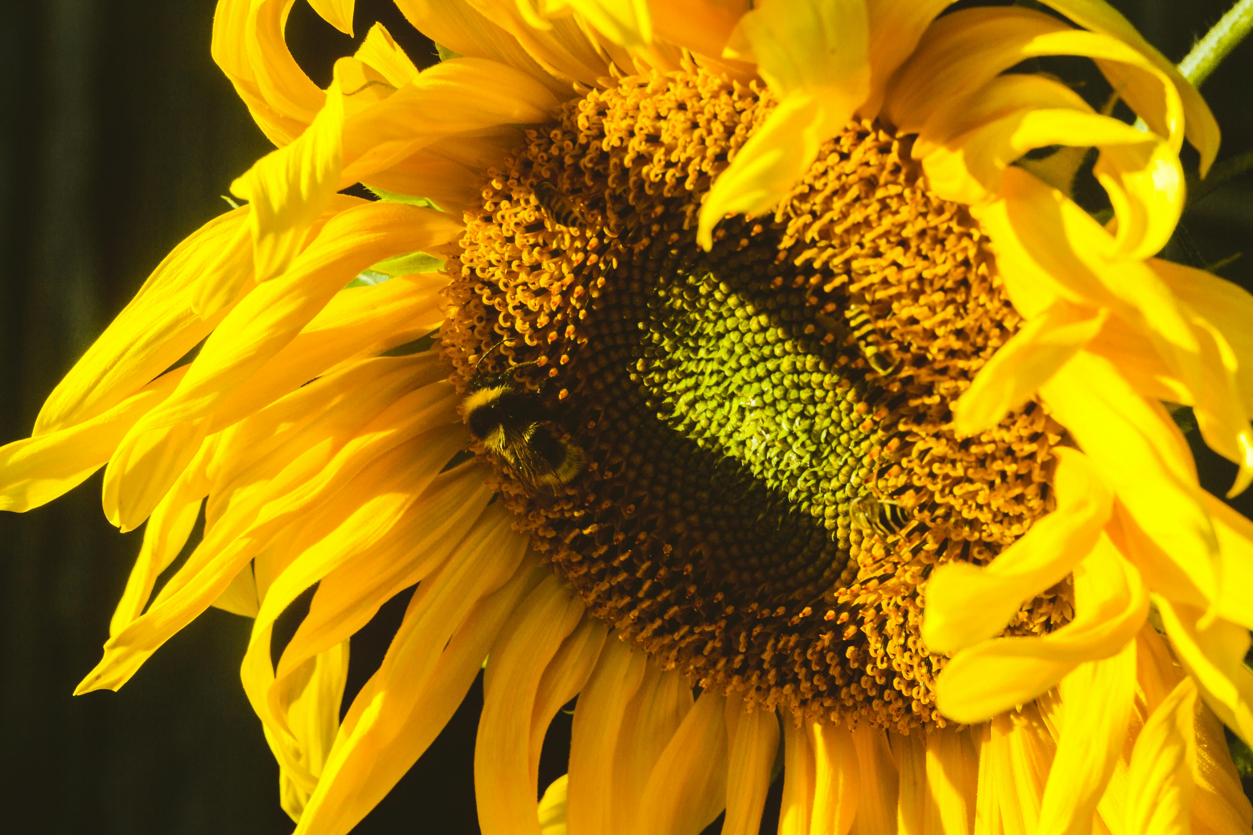 Sunflower Reflection on Water Droplet · Free Stock Photo