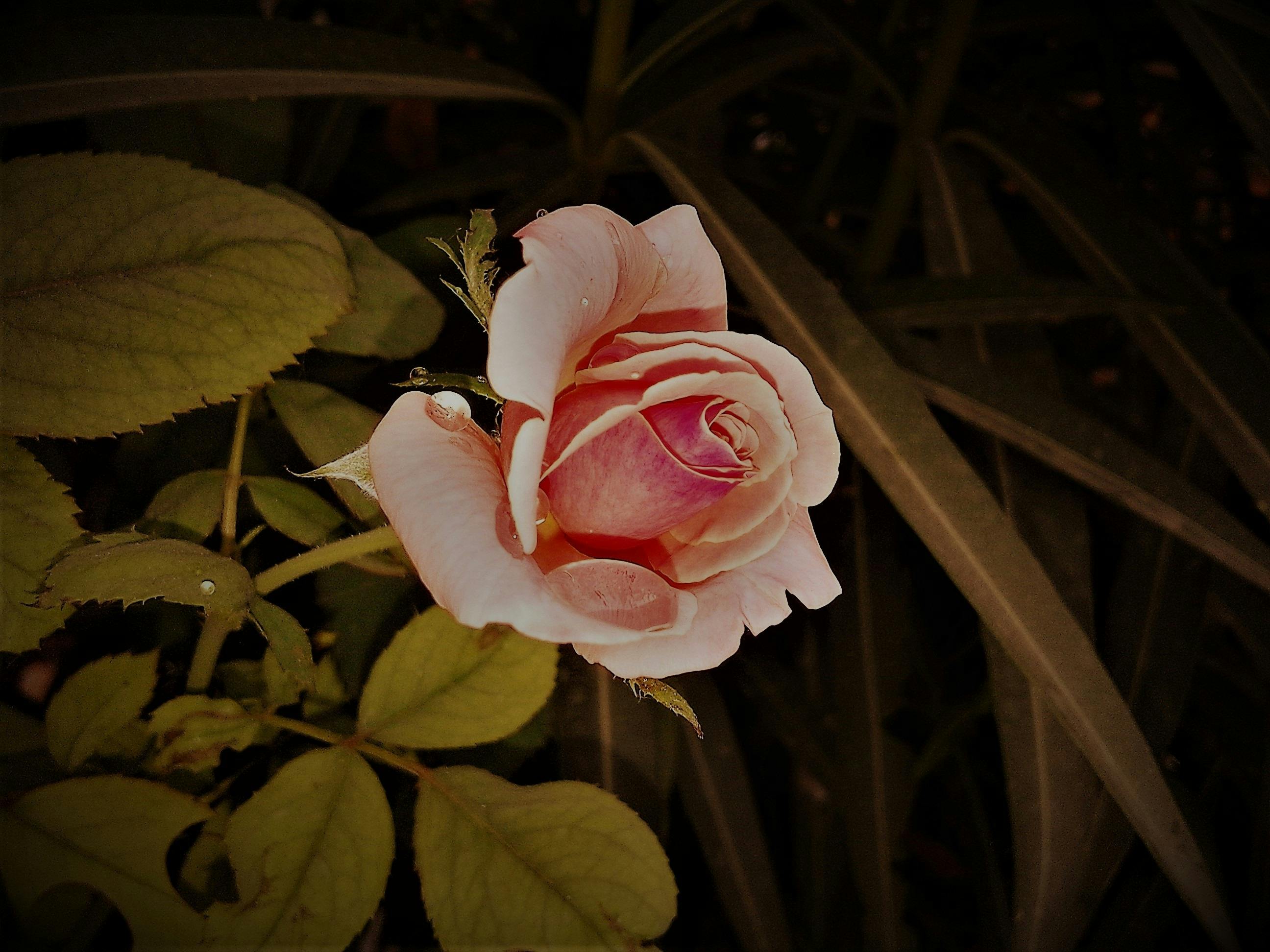 Safia batool - 사진