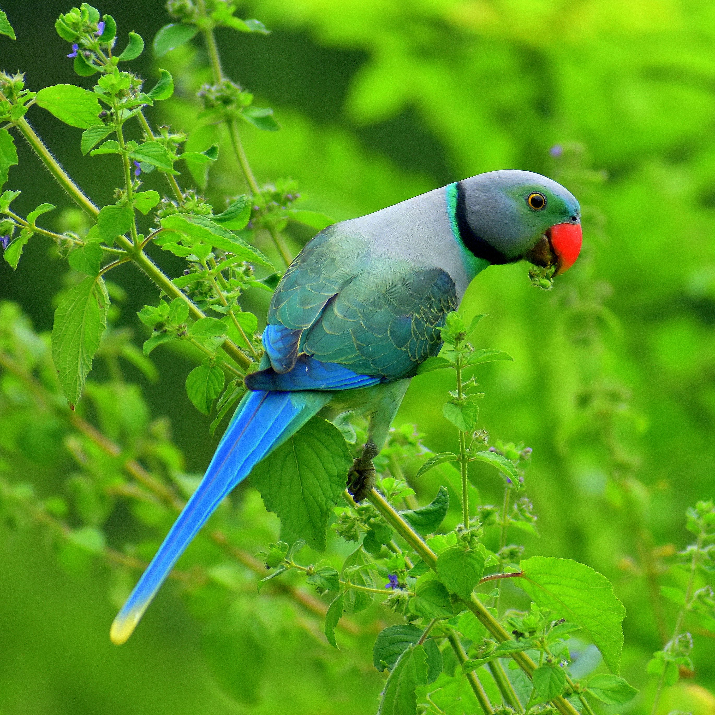Orange Parakeet · Free Stock Photo