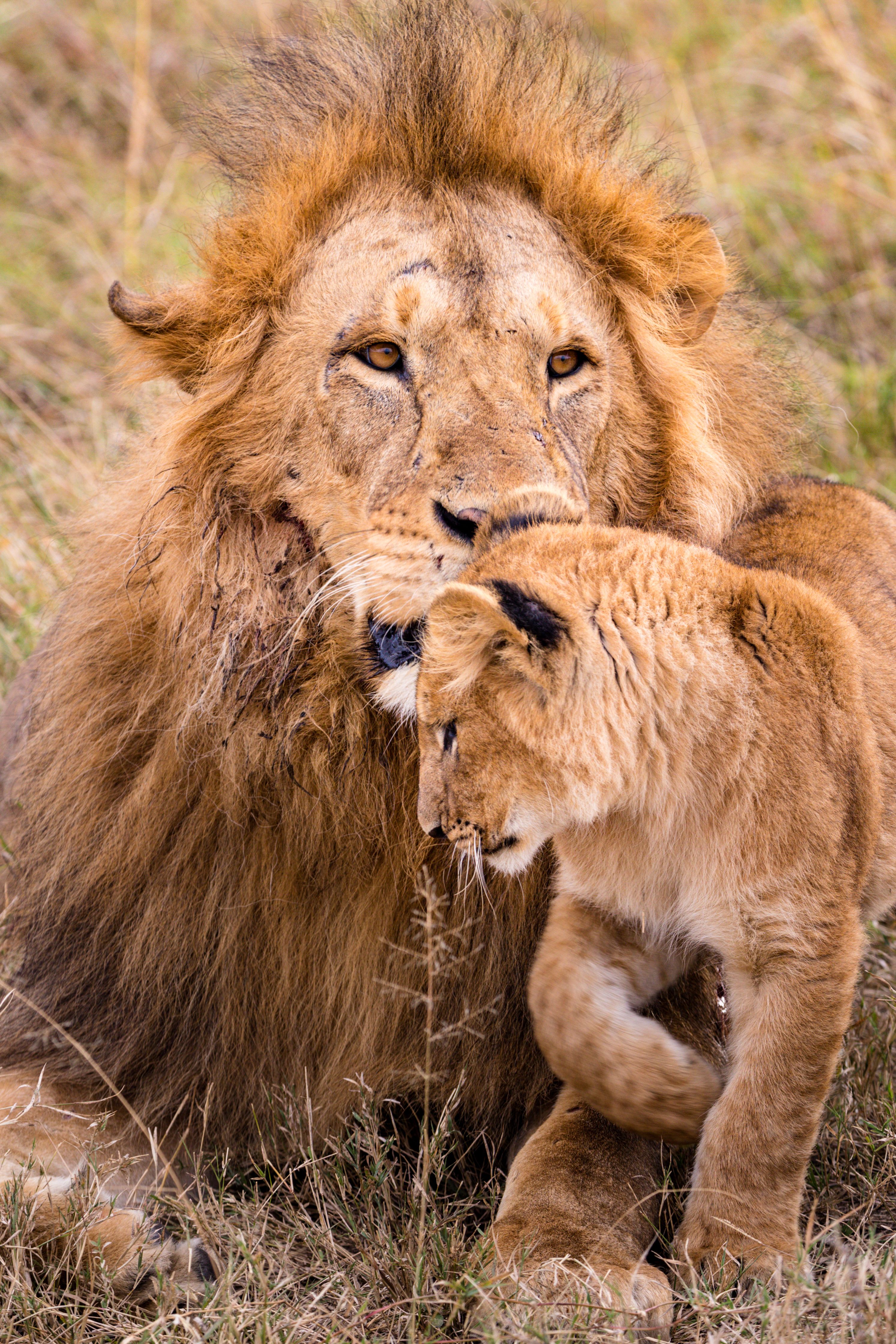 Small Lion Photos, Download The BEST Free Small Lion Stock Photos & HD ...