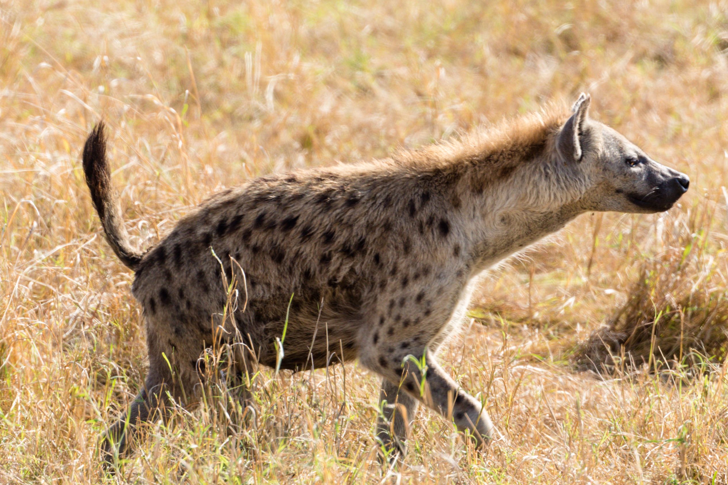 Jackal Photos, Download The BEST Free Jackal Stock Photos & HD Images