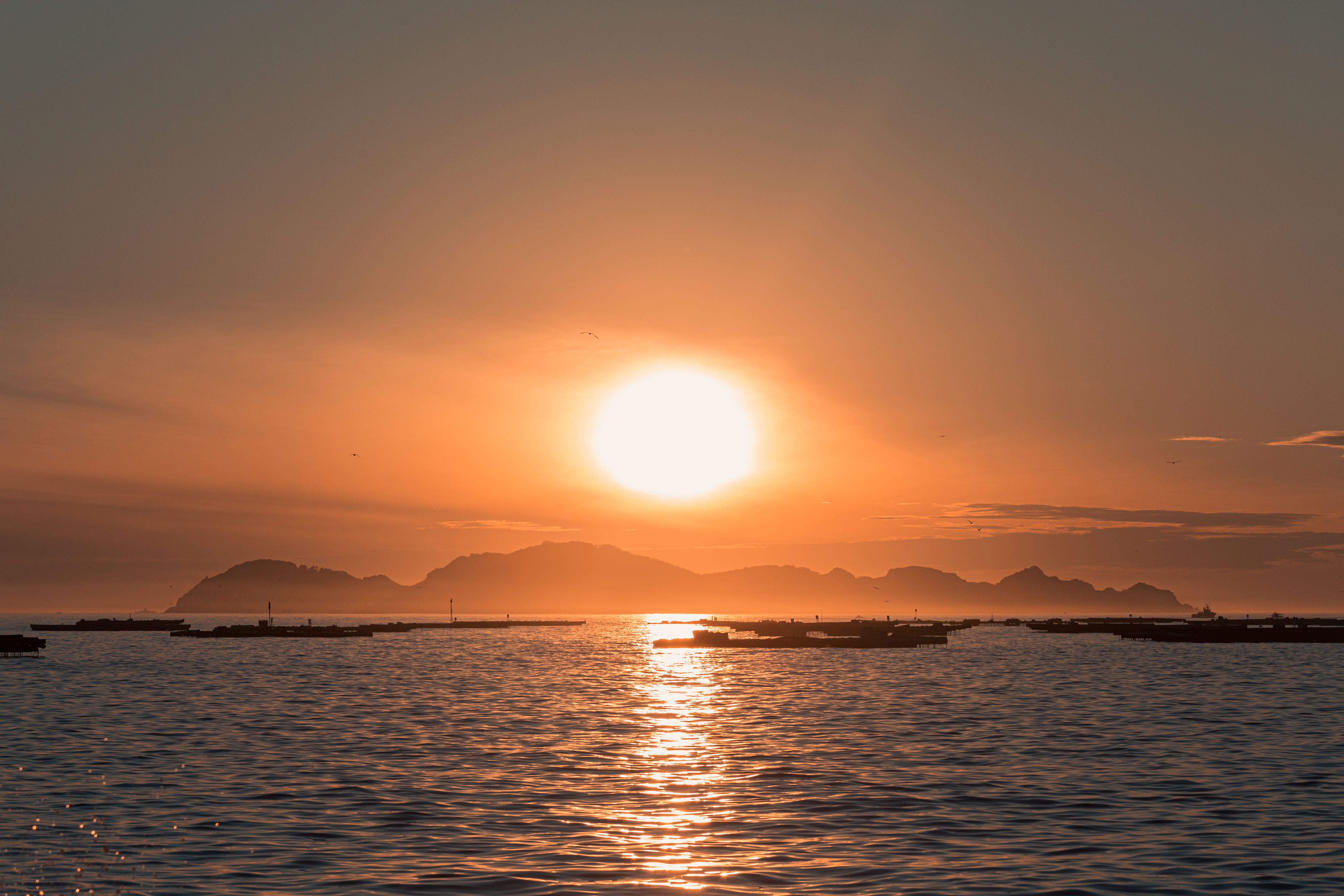 Silhouette of Palm Tree during Sunset · Free Stock Photo