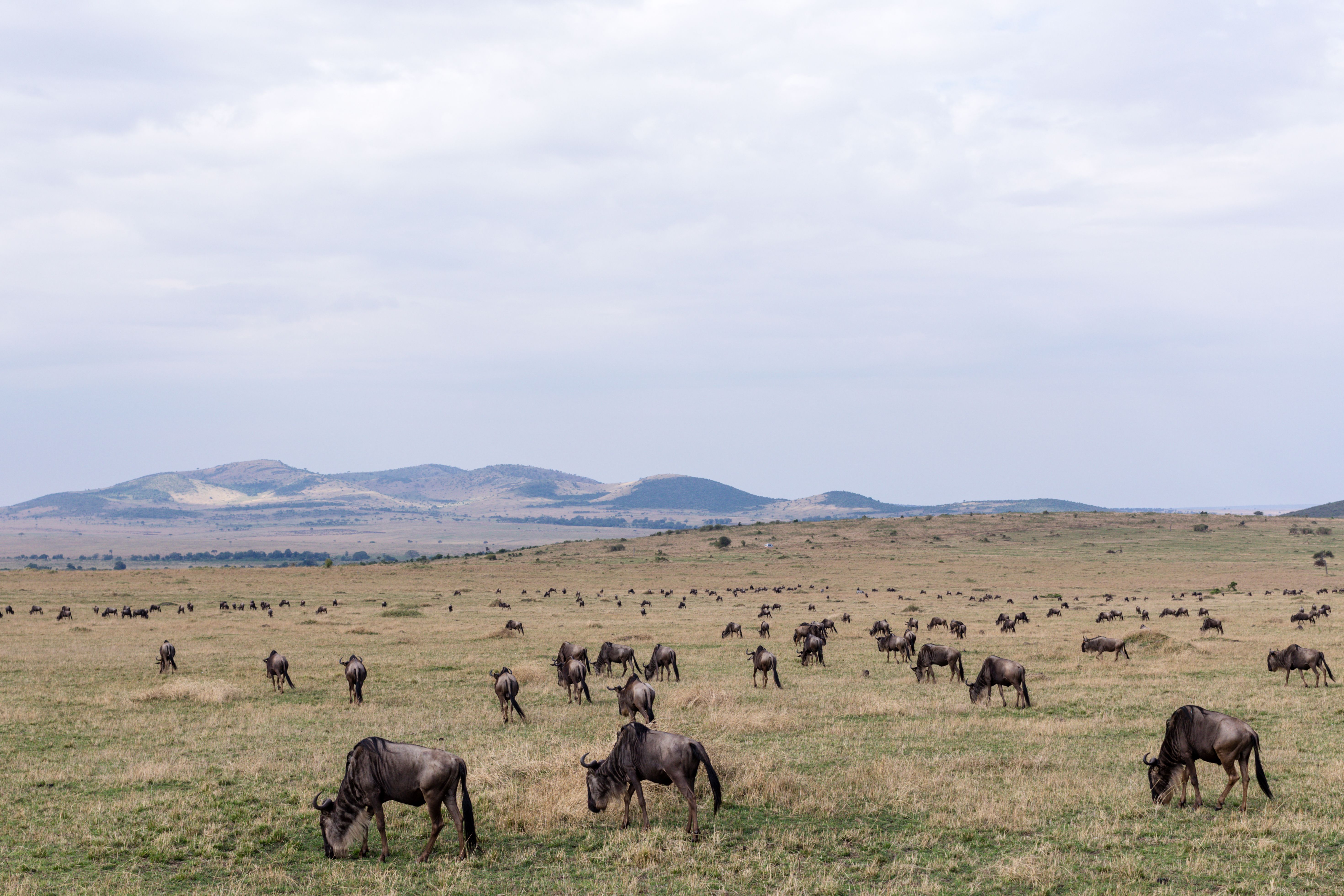 Wildebeest Photos, Download The BEST Free Wildebeest Stock Photos & HD ...