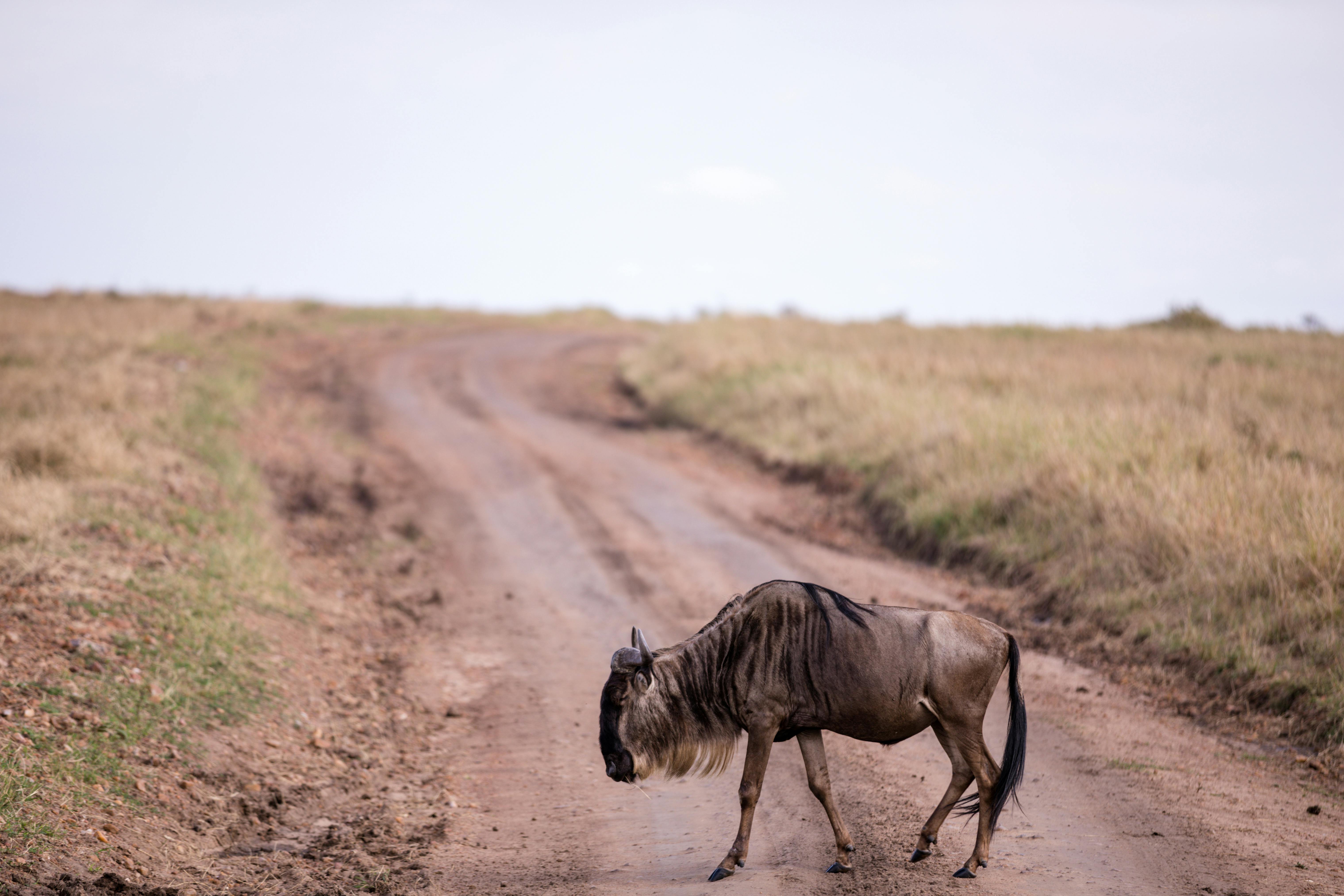 Gnu Fivem Photos, Download The BEST Free Gnu Fivem Stock Photos & HD Images