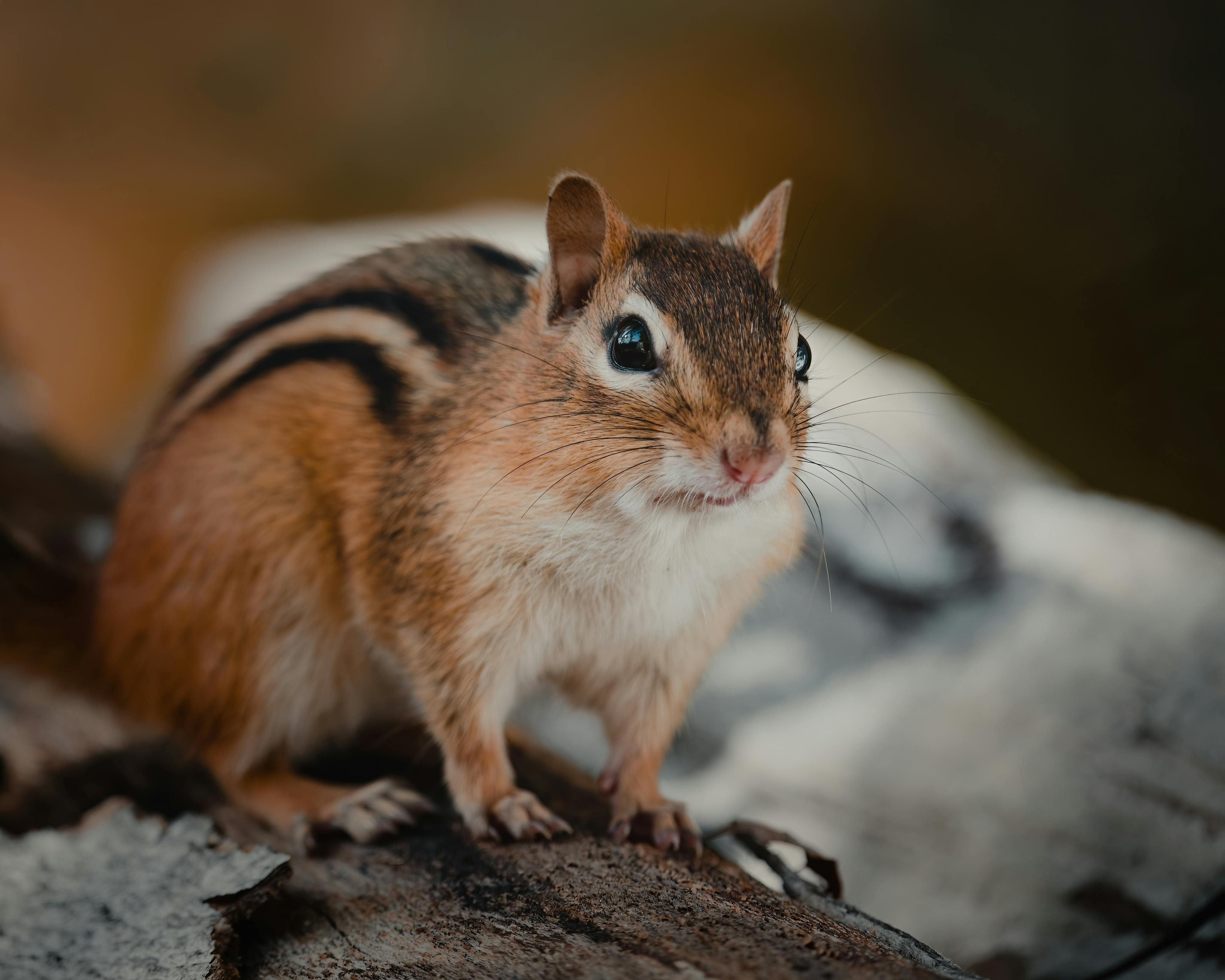 Curious chipmunk sitting on trunk in nature · Free Stock Photo