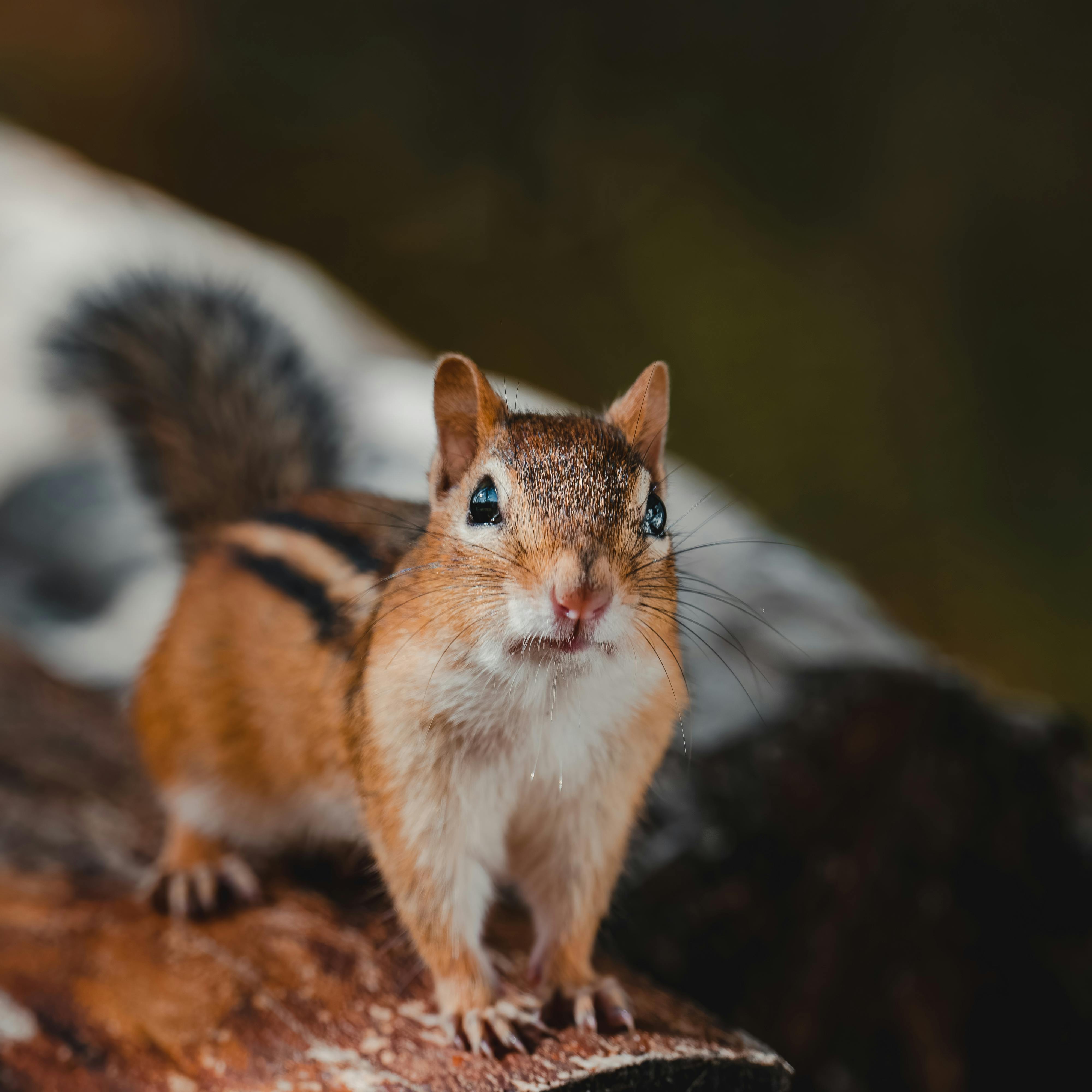 Fluffy chipmunk with hairy body on tree trunk · Free Stock Photo
