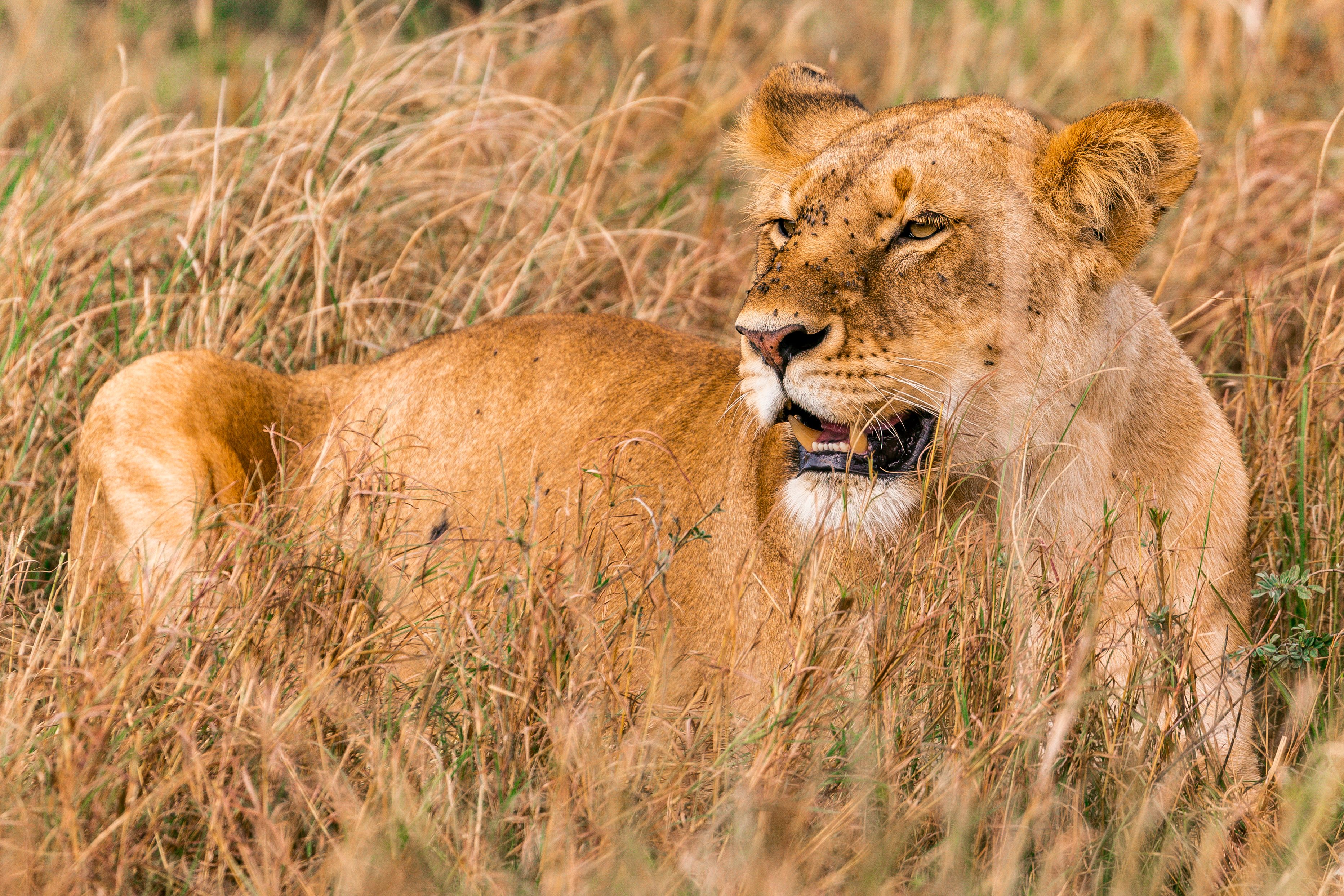 Tiger with sharp fangs in nature · Free Stock Photo