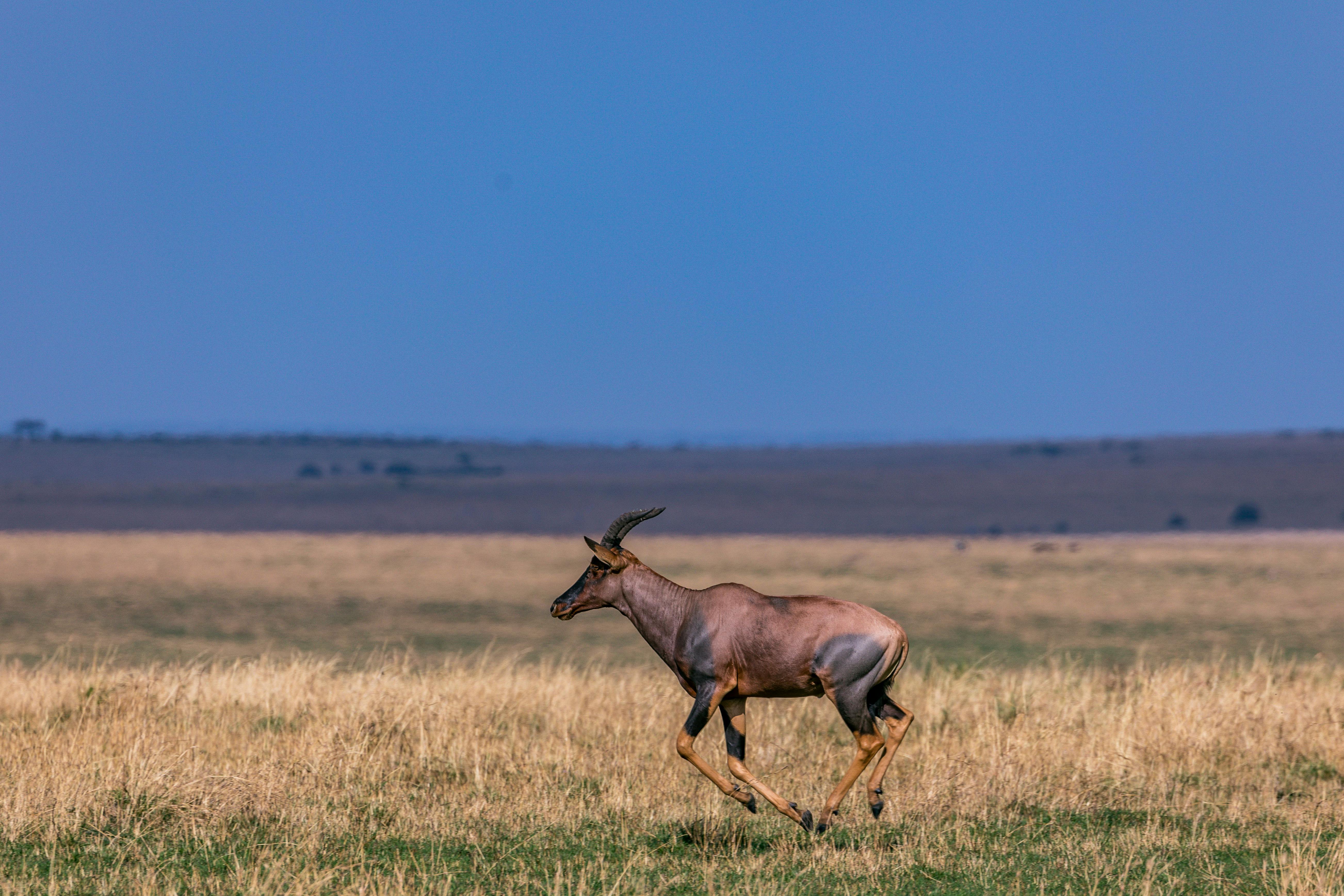 Adorable antelope sitting on green meadow · Free Stock Photo