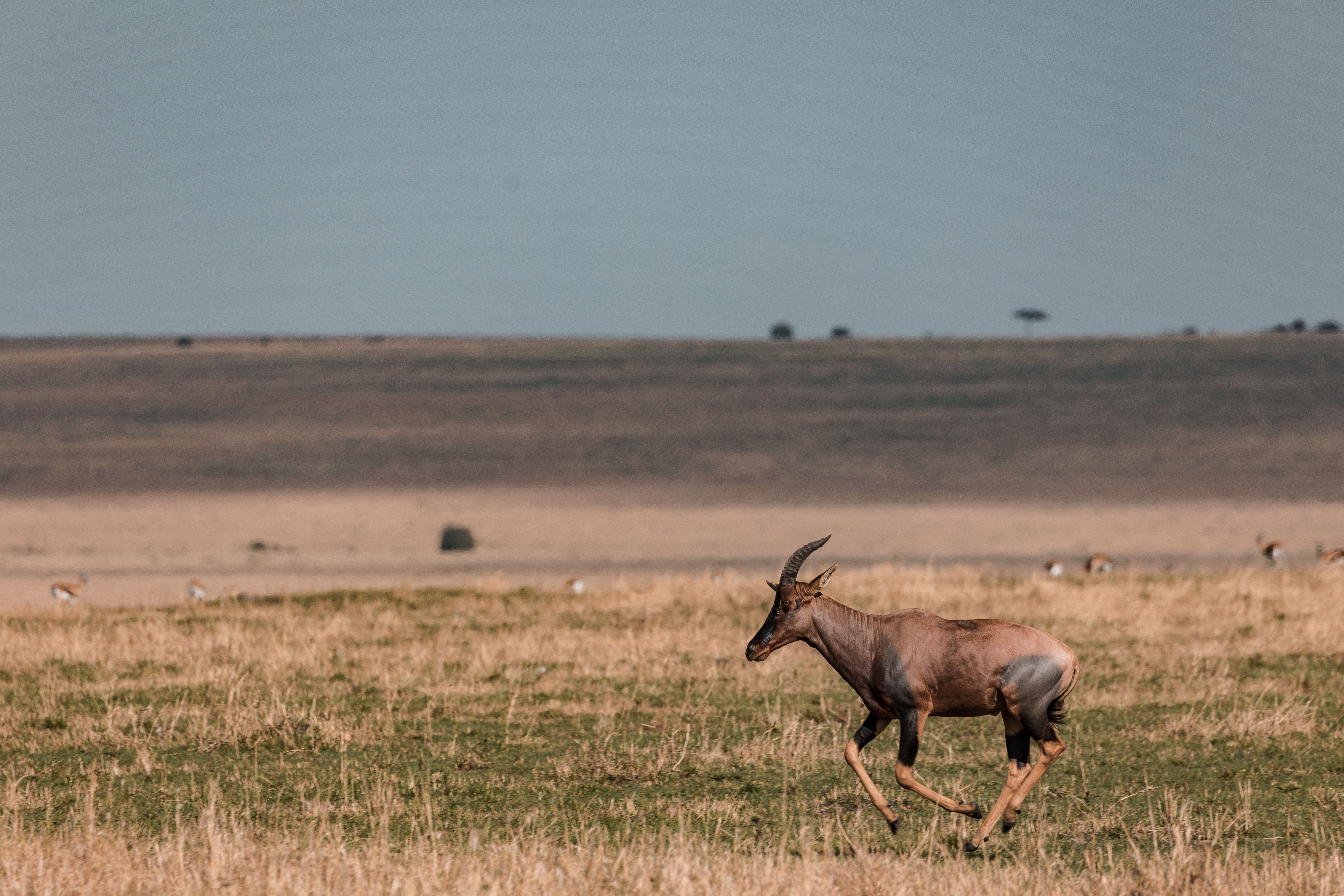 Wild antelopes crossing river in wild nature · Free Stock Photo