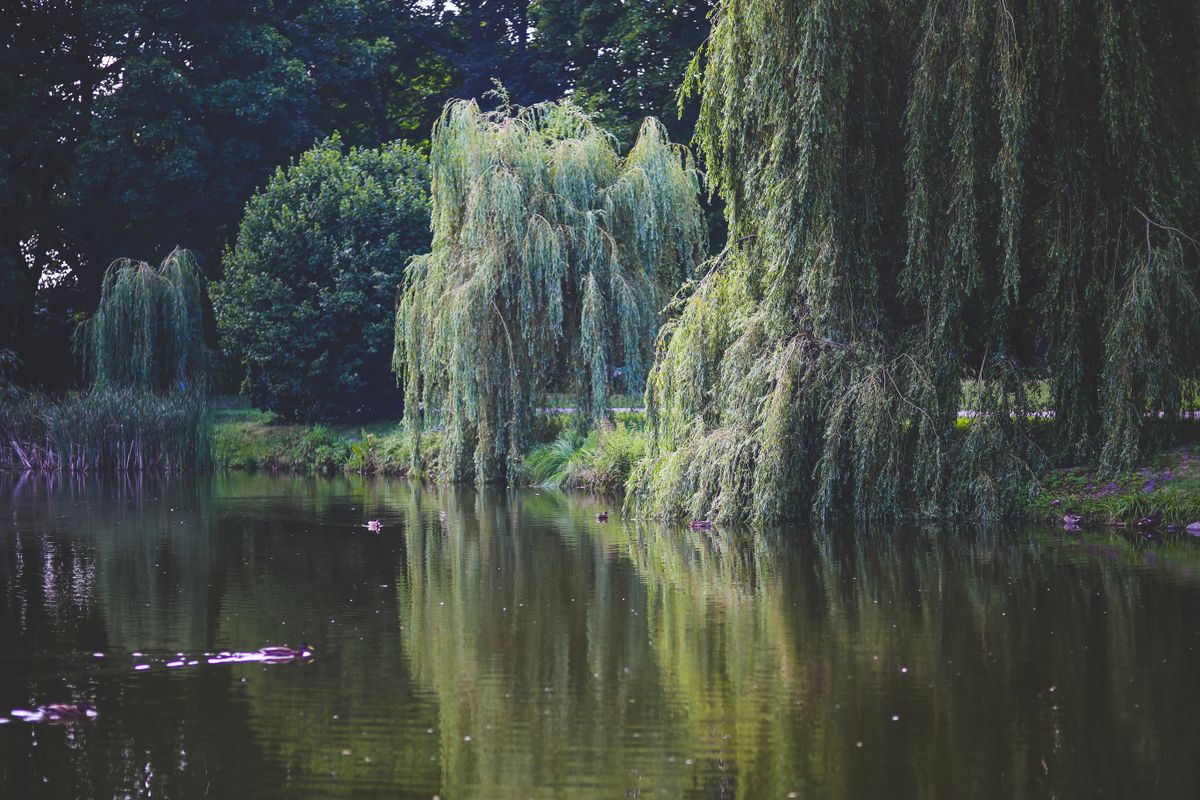 Willow Tree Photos Download The Best Free Willow Tree Stock Photos