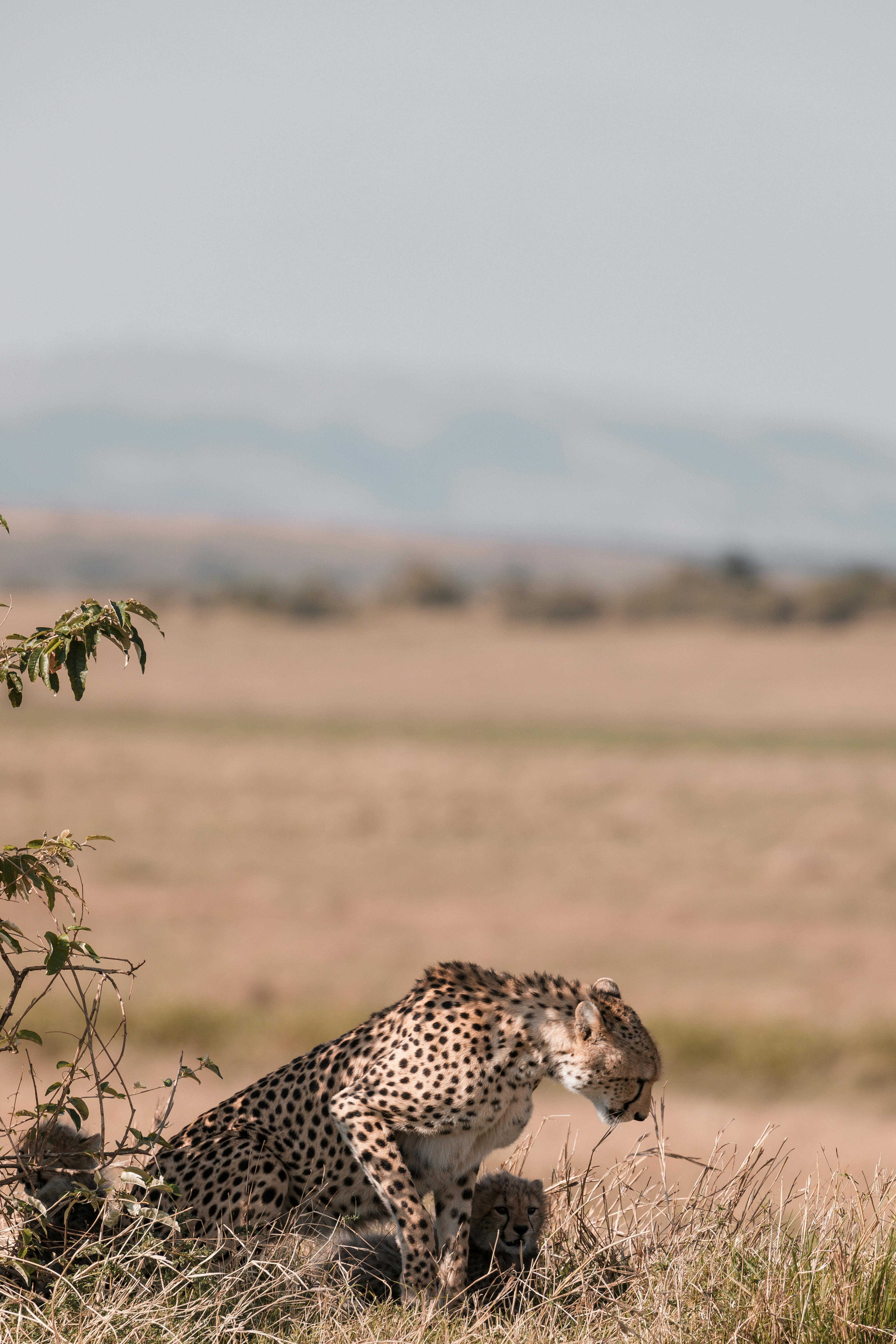 Cub Scout Background Photos, Download The BEST Free Cub Scout ...