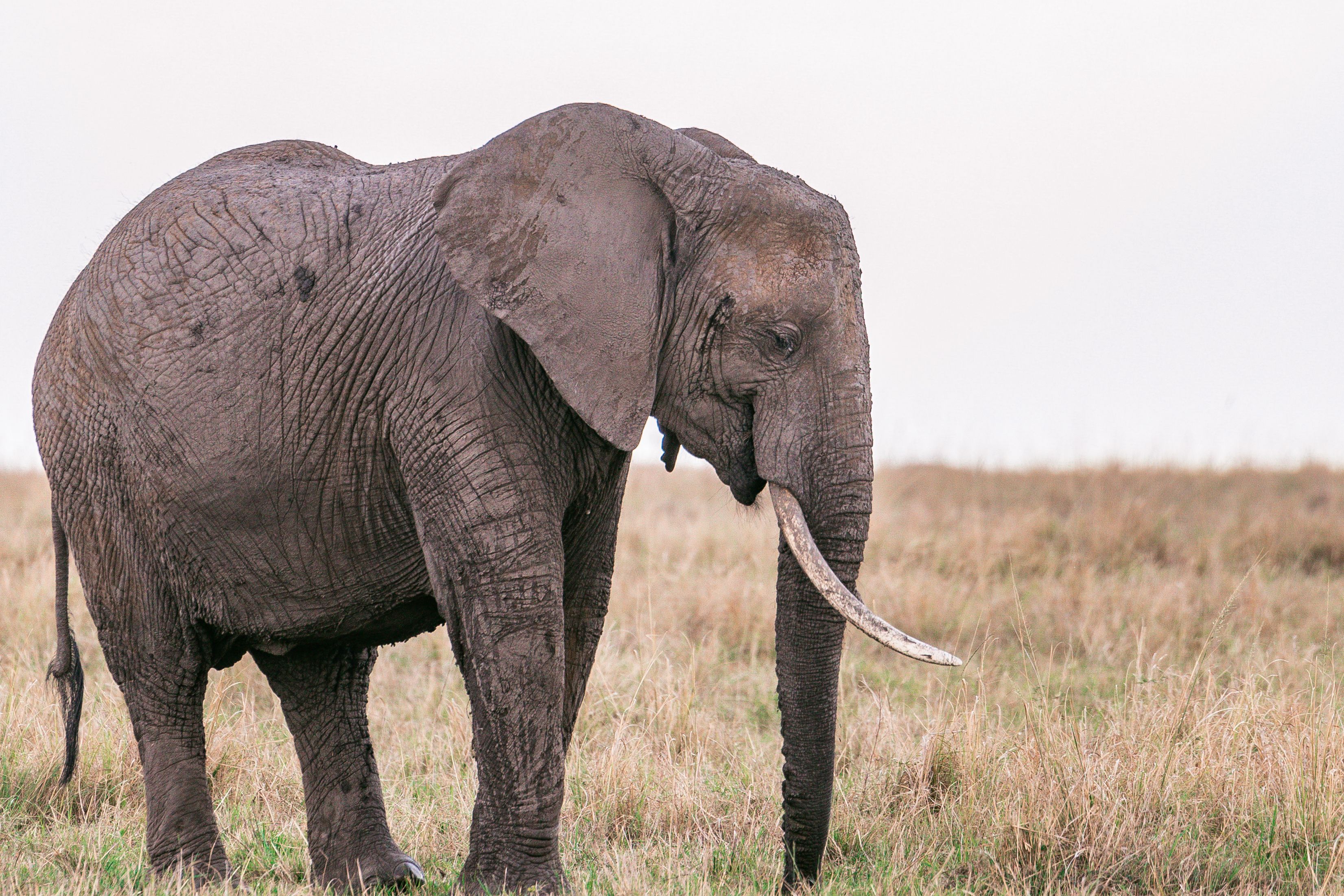Crop elephant standing on green grass · Free Stock Photo