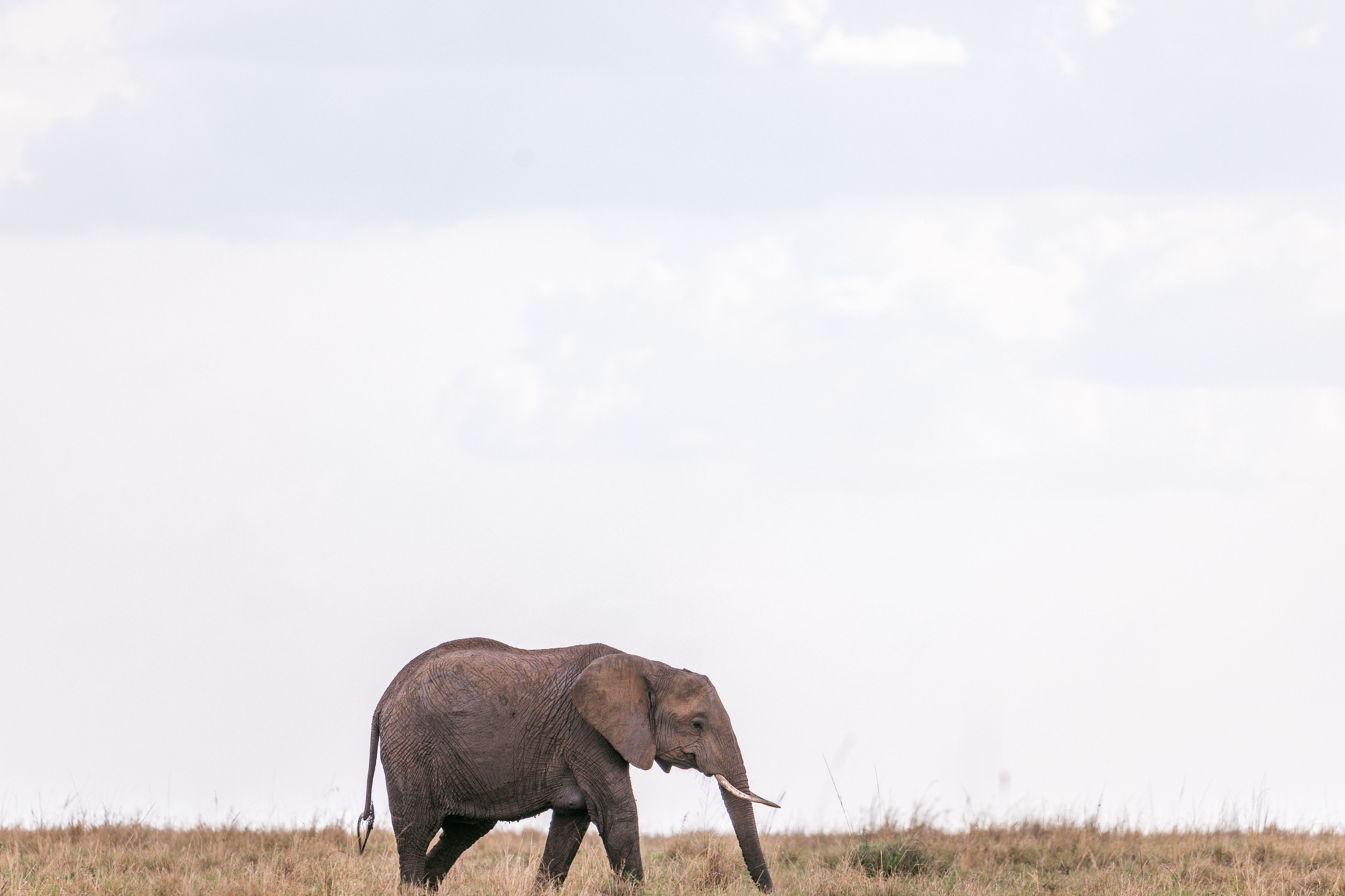 Elephant grazing alone among bushes in nature · Free Stock Photo