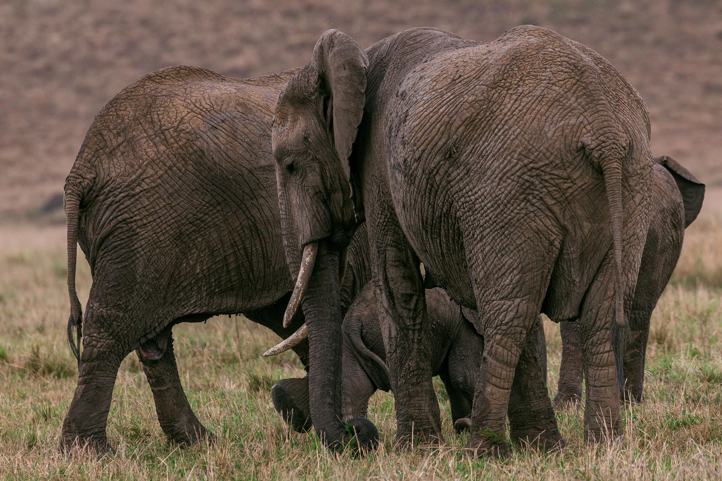 Elephant Family Photos, Download The BEST Free Elephant Family Stock ...