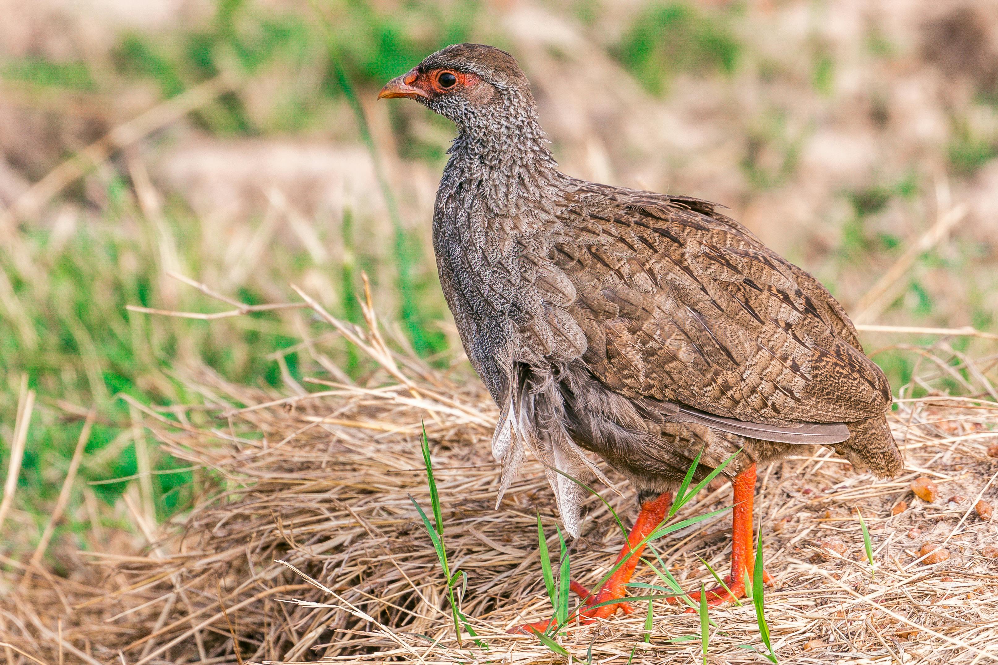 Philby’s Partridge Photos, Download Free Philby’s Partridge Stock ...