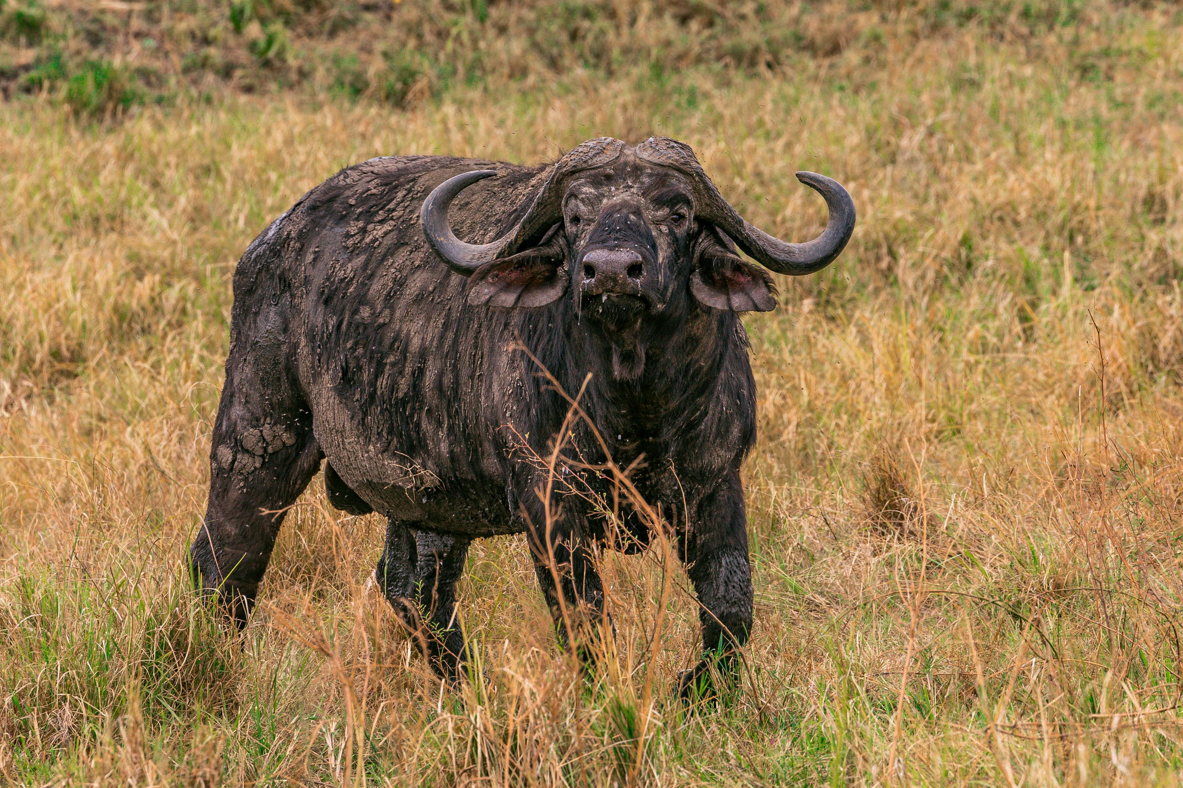 Water Buffalo Photos, Download The BEST Free Water Buffalo Stock Photos ...