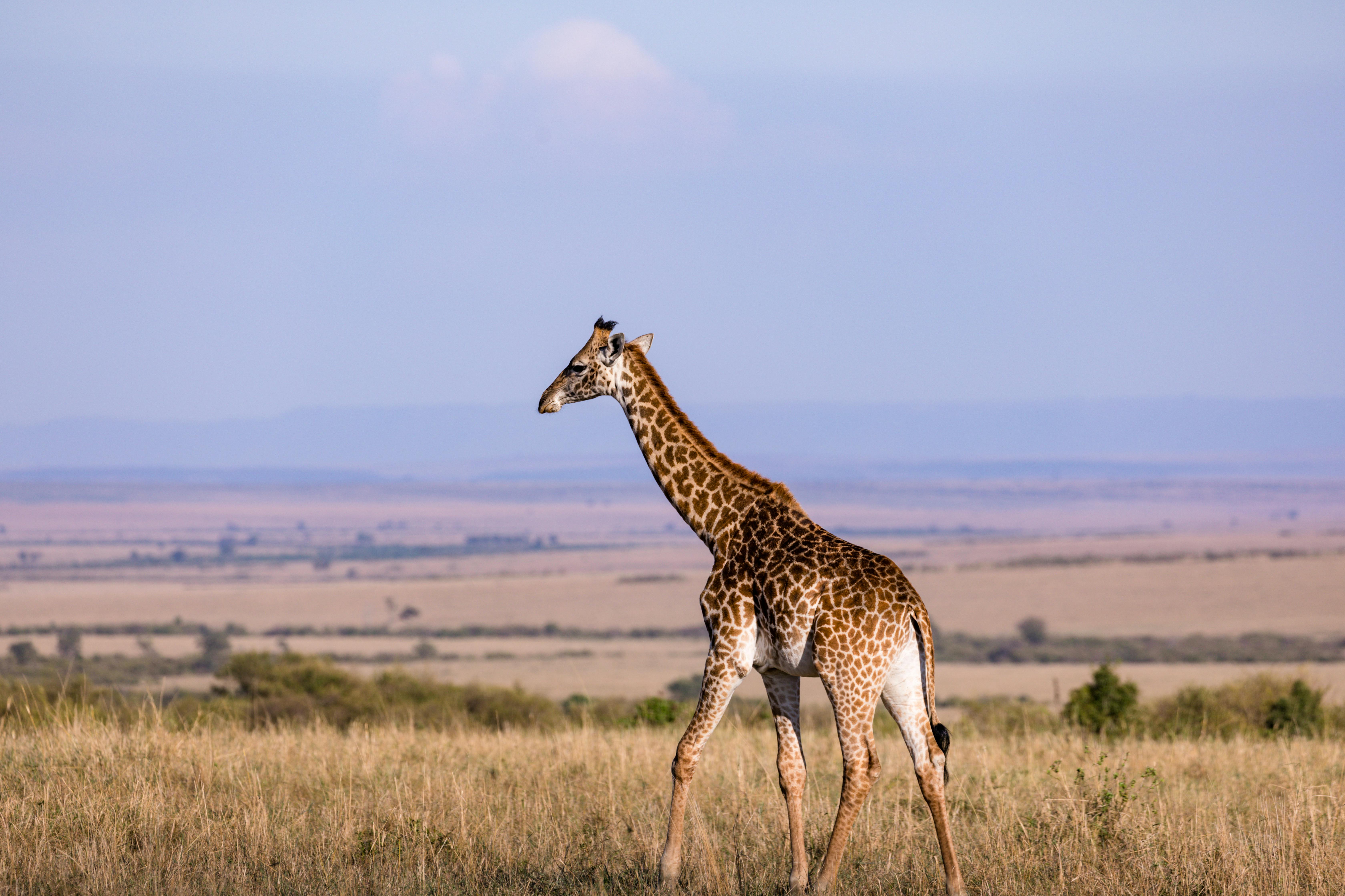 Photograph of Giraffe · Free Stock Photo