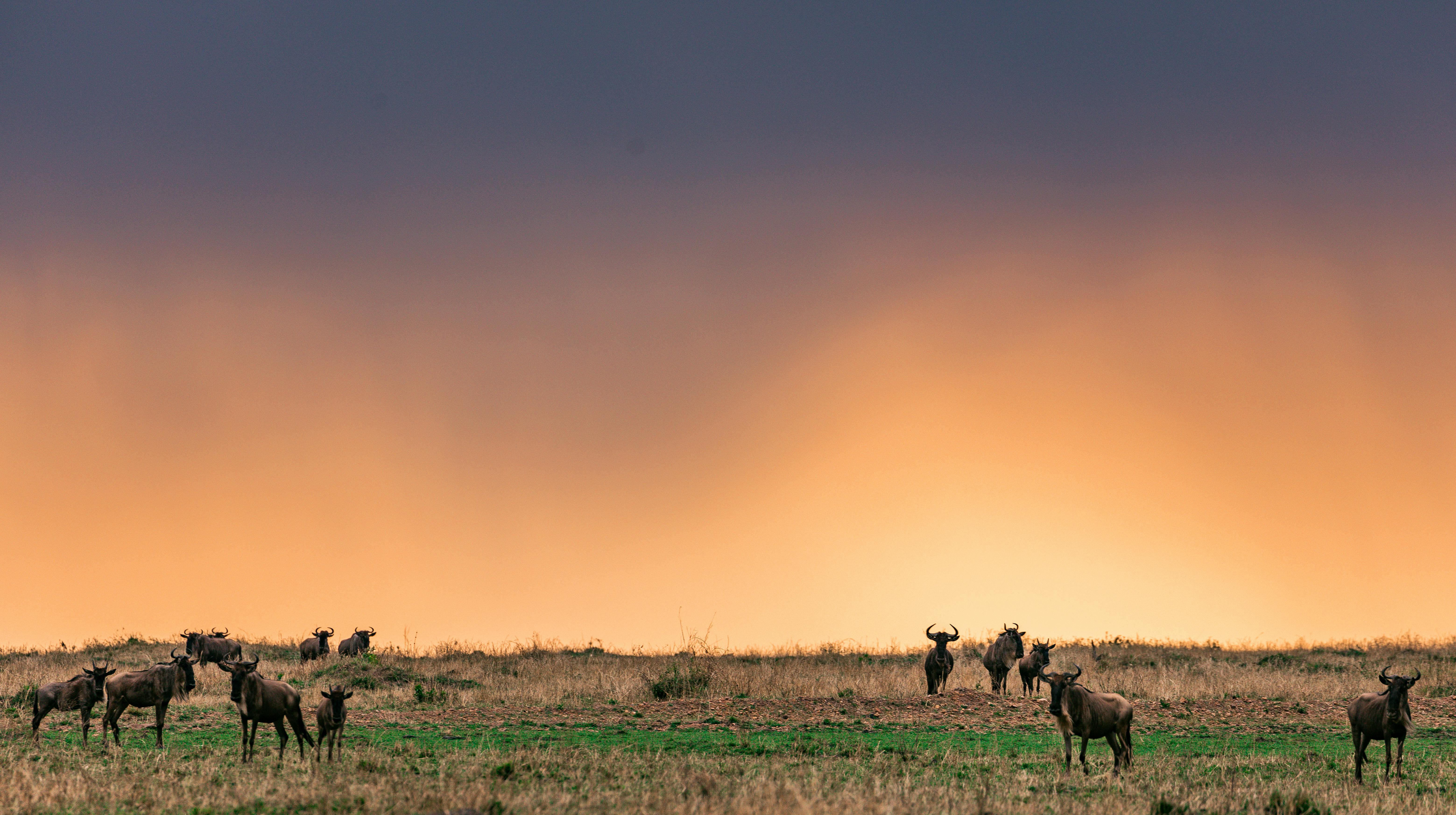 Wildebeests on Brown Grass Field · Free Stock Photo