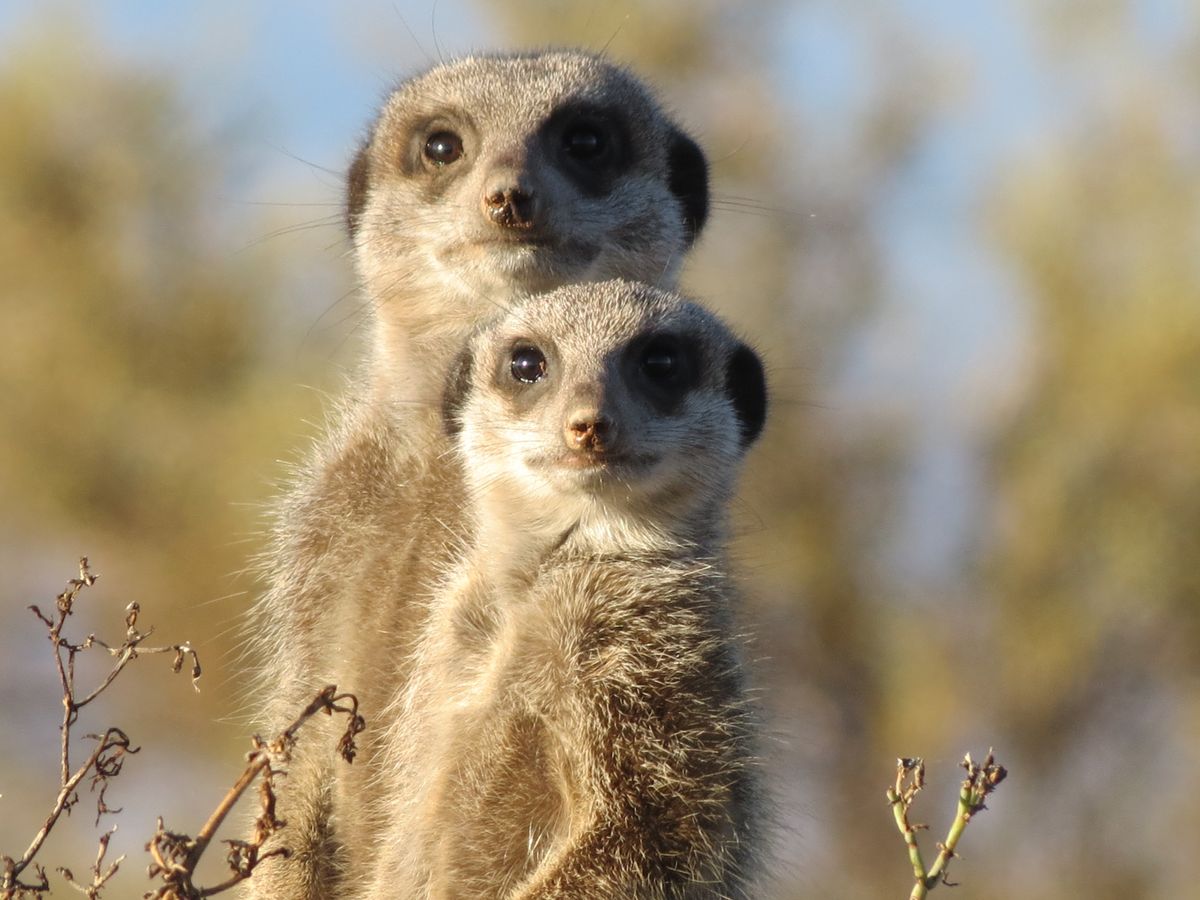 Meerkat Photos, Download The BEST Free Meerkat Stock Photos & HD Images