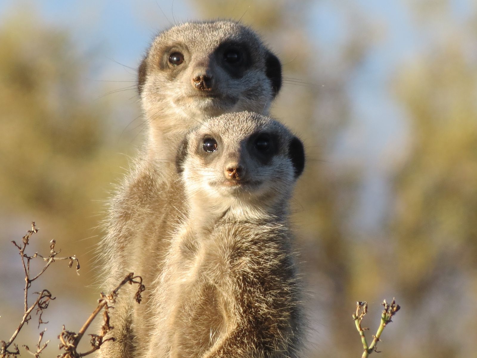 Group Of Animals Photos, Download The BEST Free Group Of Animals Stock ...