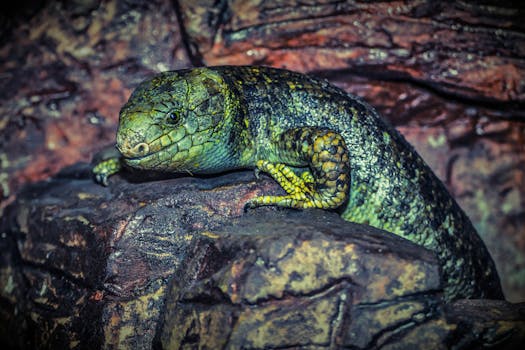 Orange Black Green Lizard · Free Stock Photo