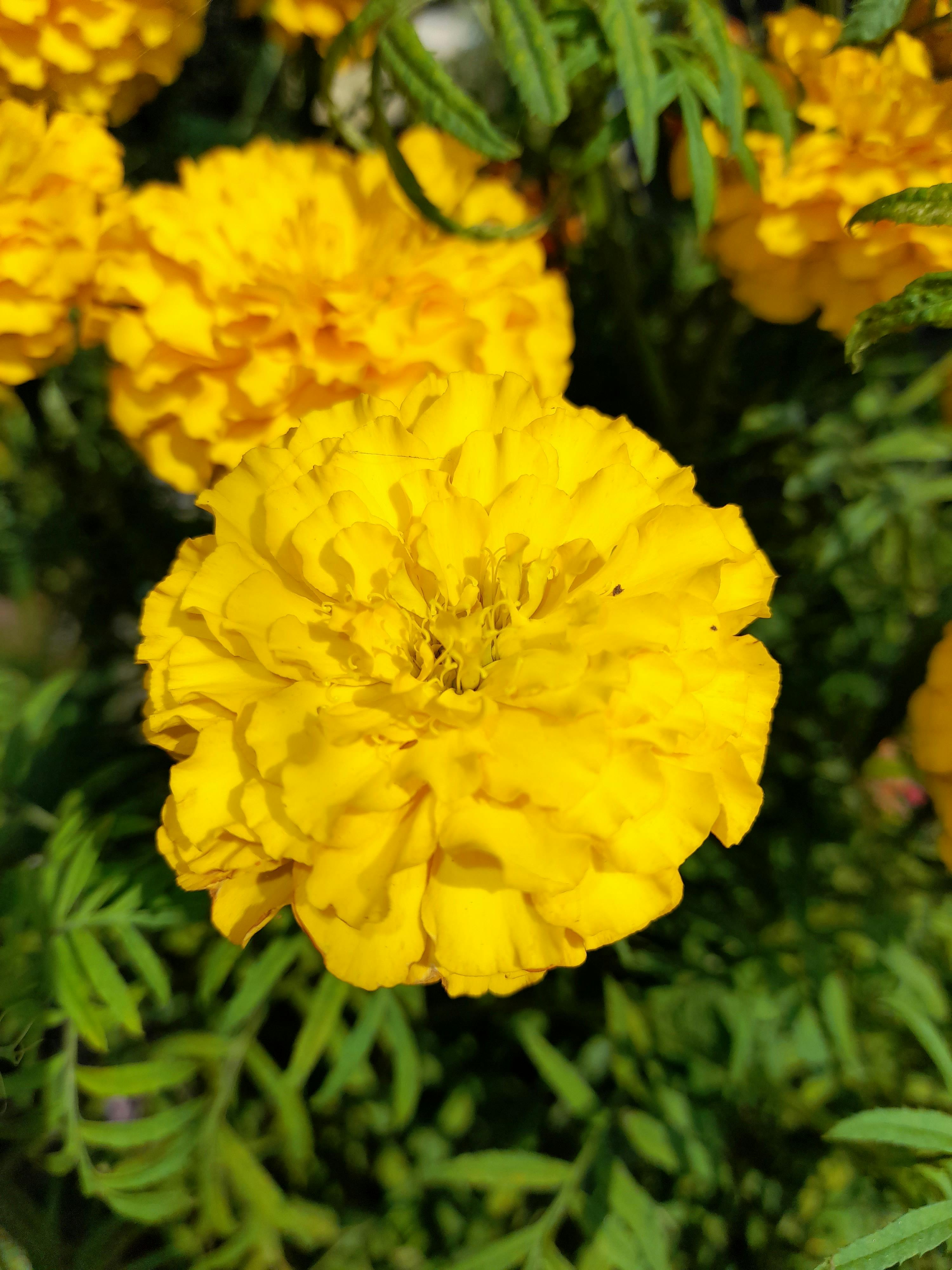 DIPU DIPU - Photography