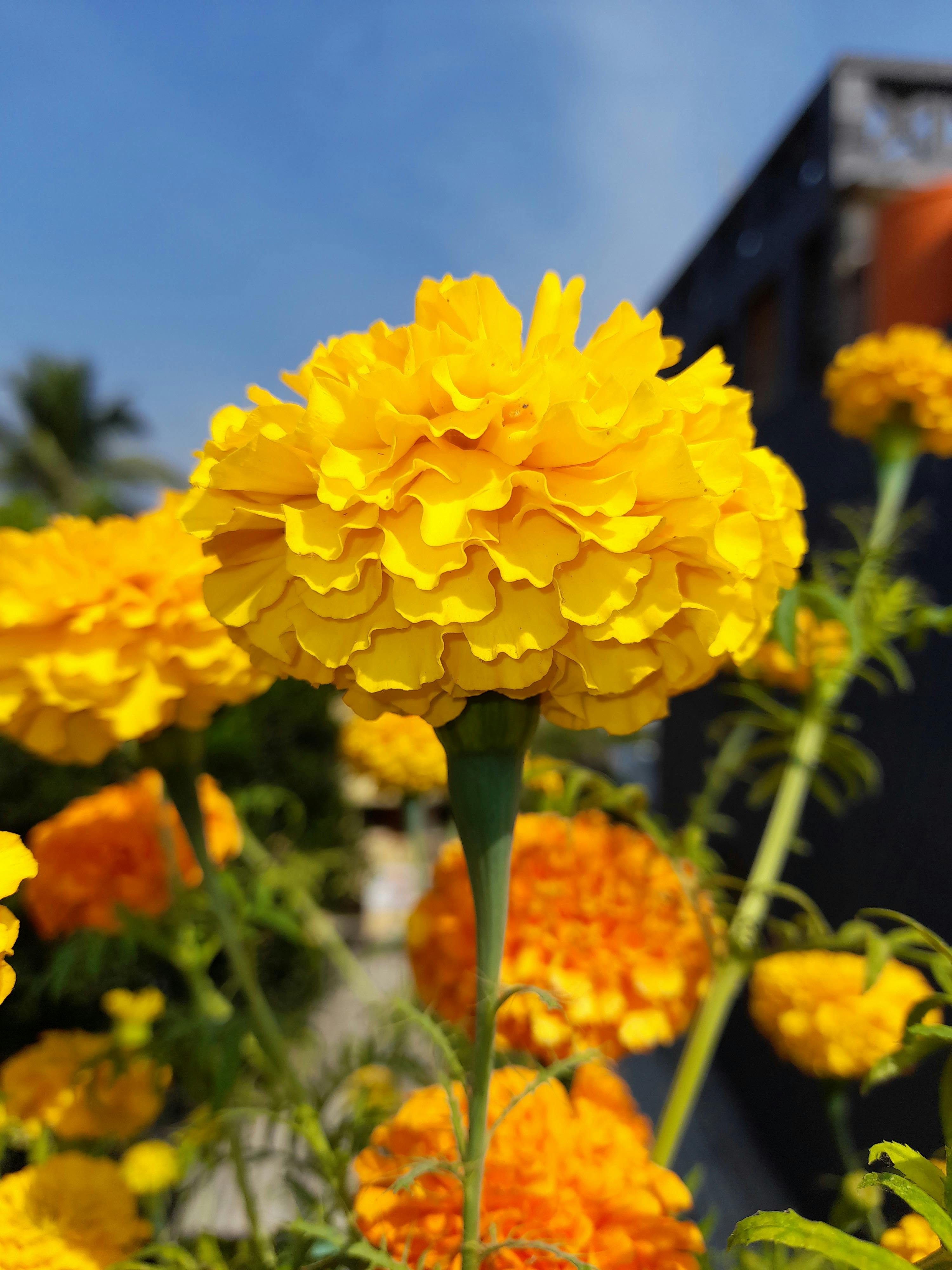 DIPU DIPU - Photography