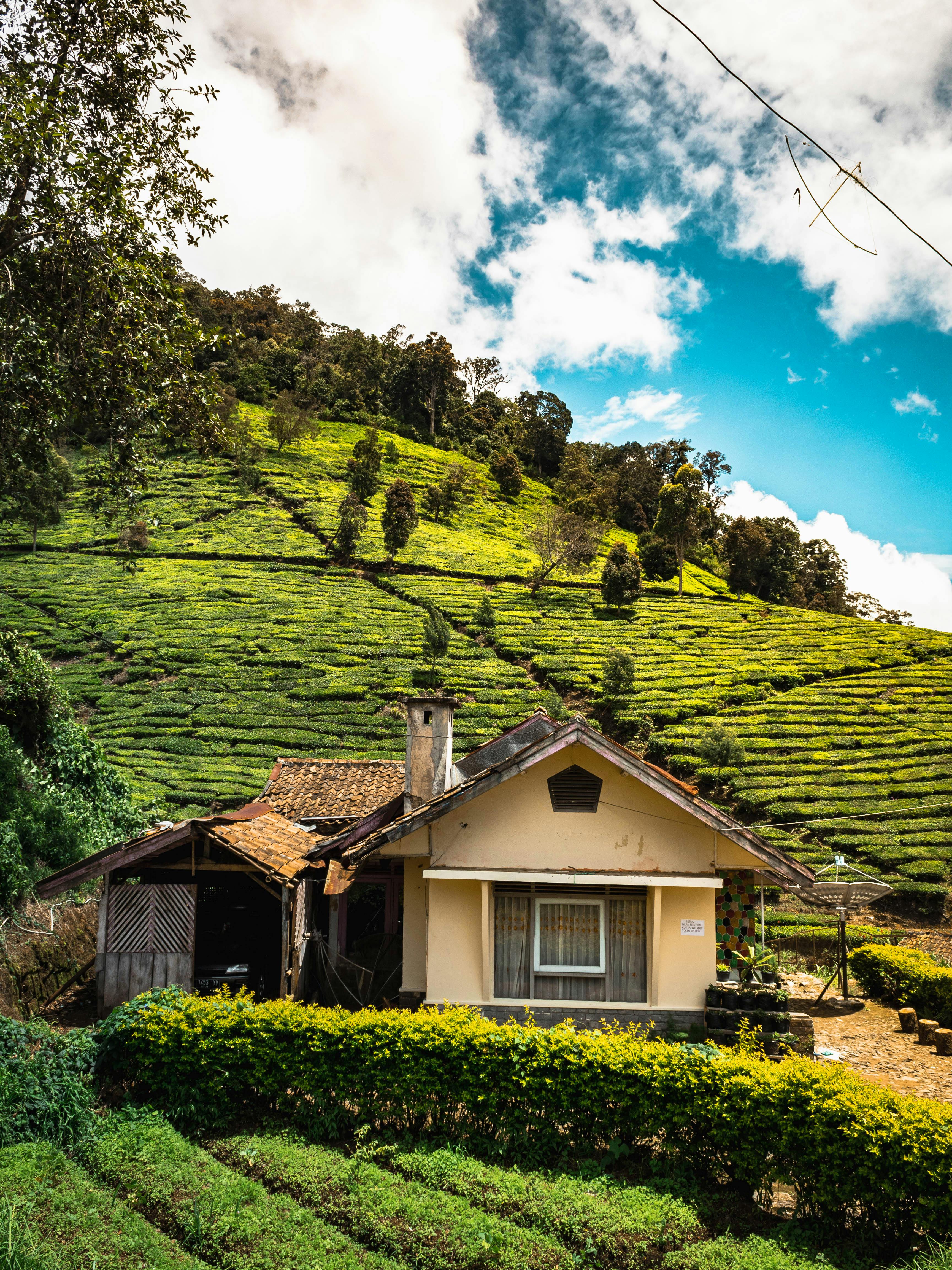 Lush green rice fields in rural area · Free Stock Photo
