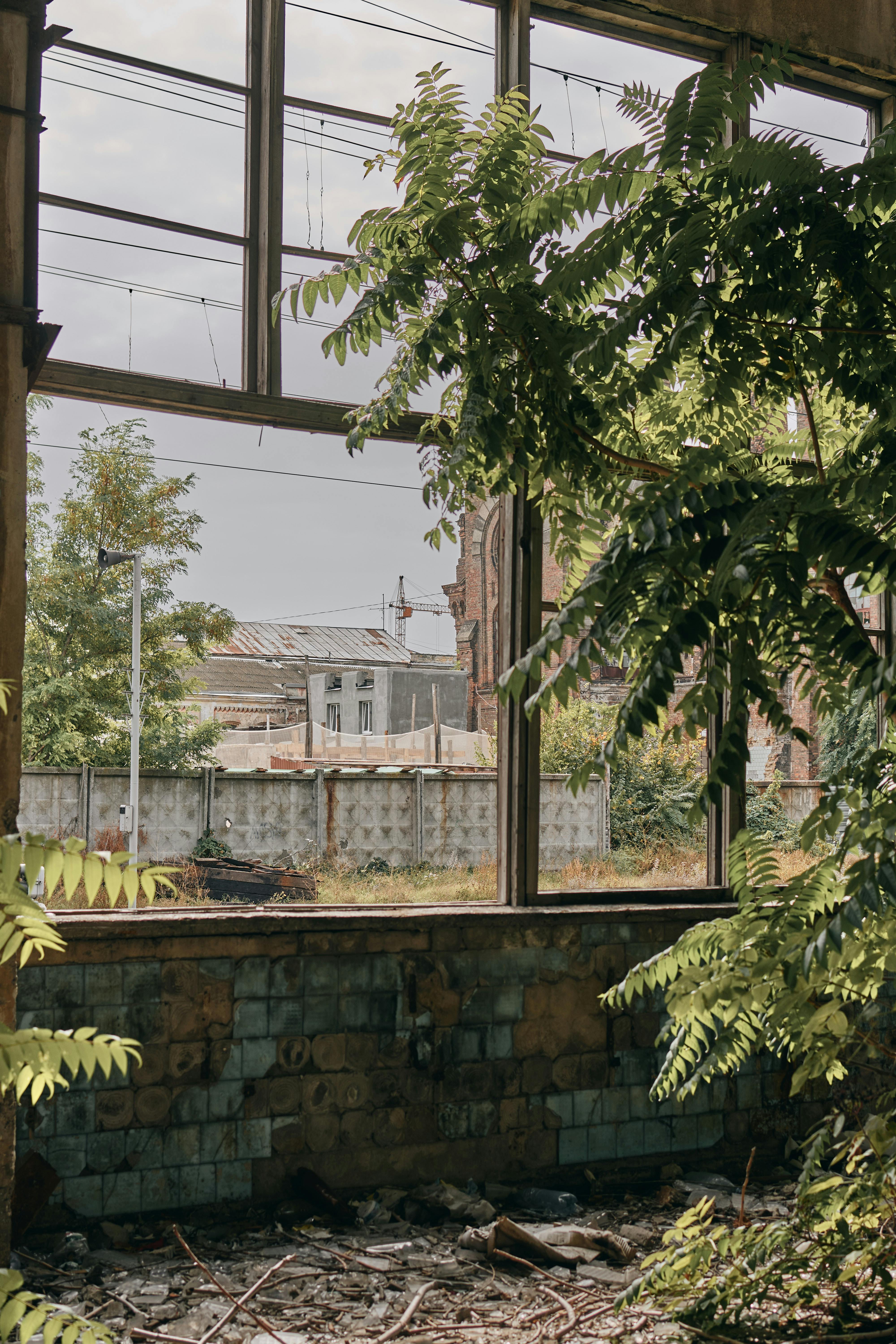 Wild Plants Near Broken Window of an Old Abandoned Building · Free ...