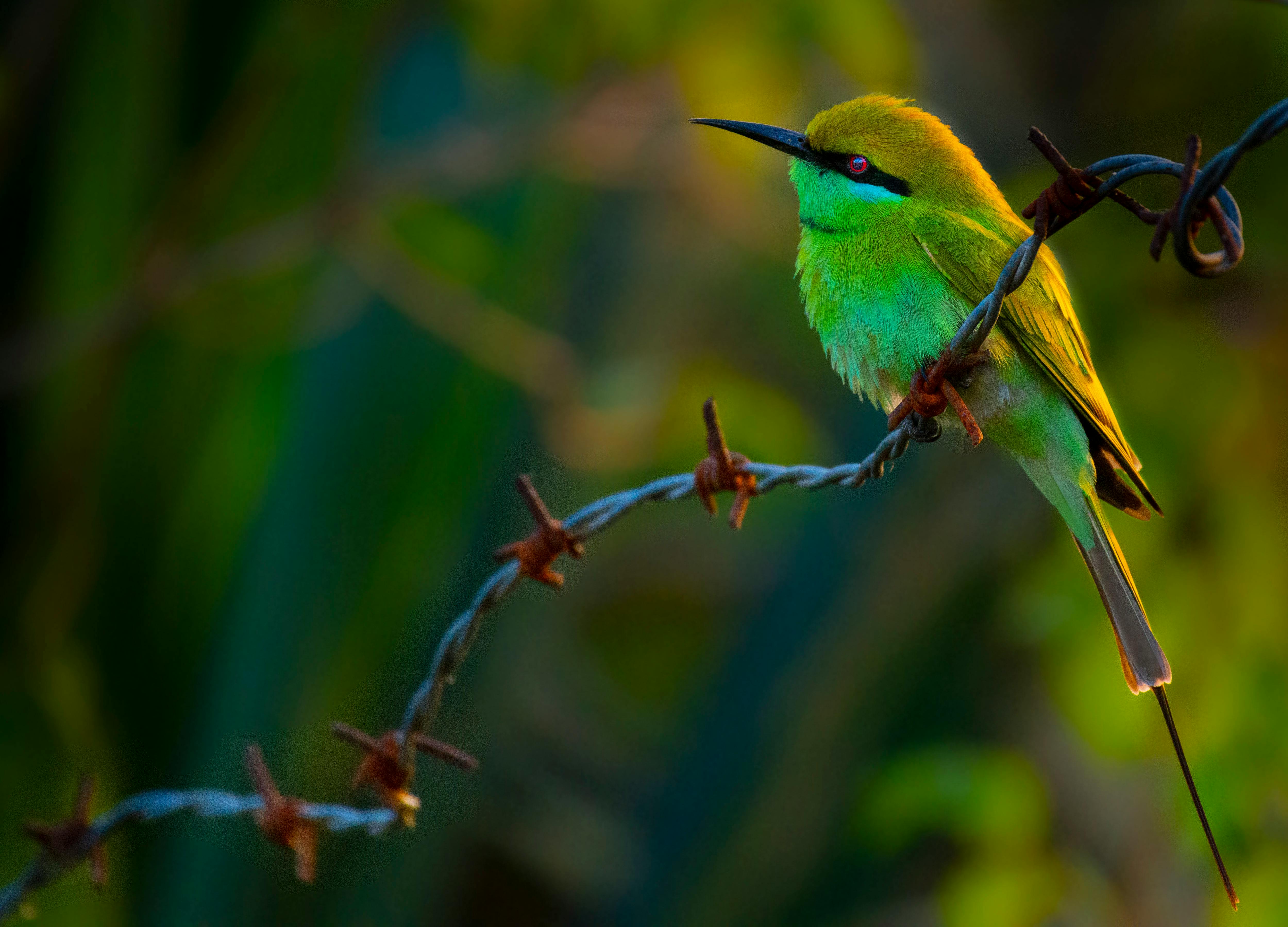 Small green bee eater on barbed wire · Free Stock Photo