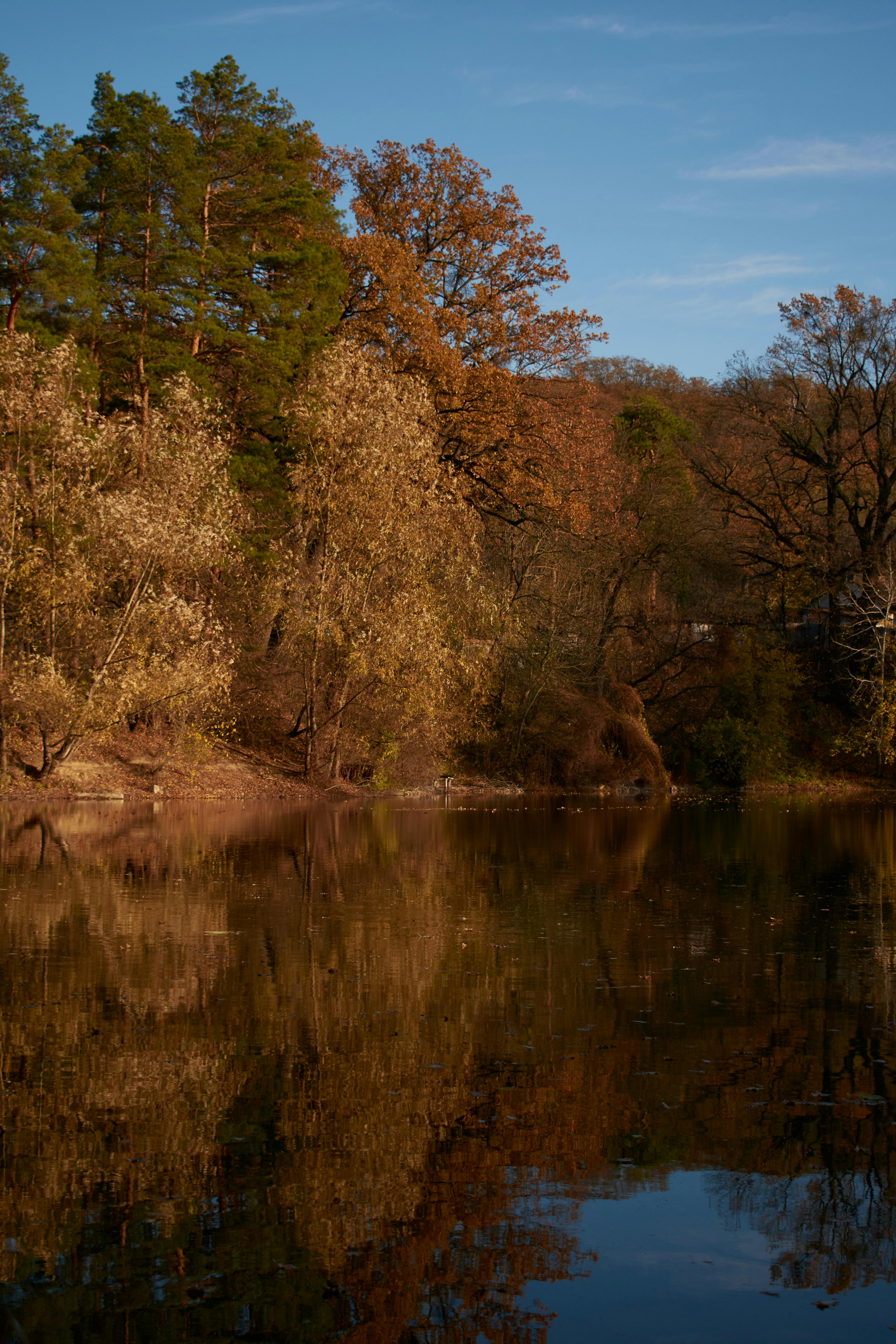 Autumn Trees Beside Water · Free Stock Photo