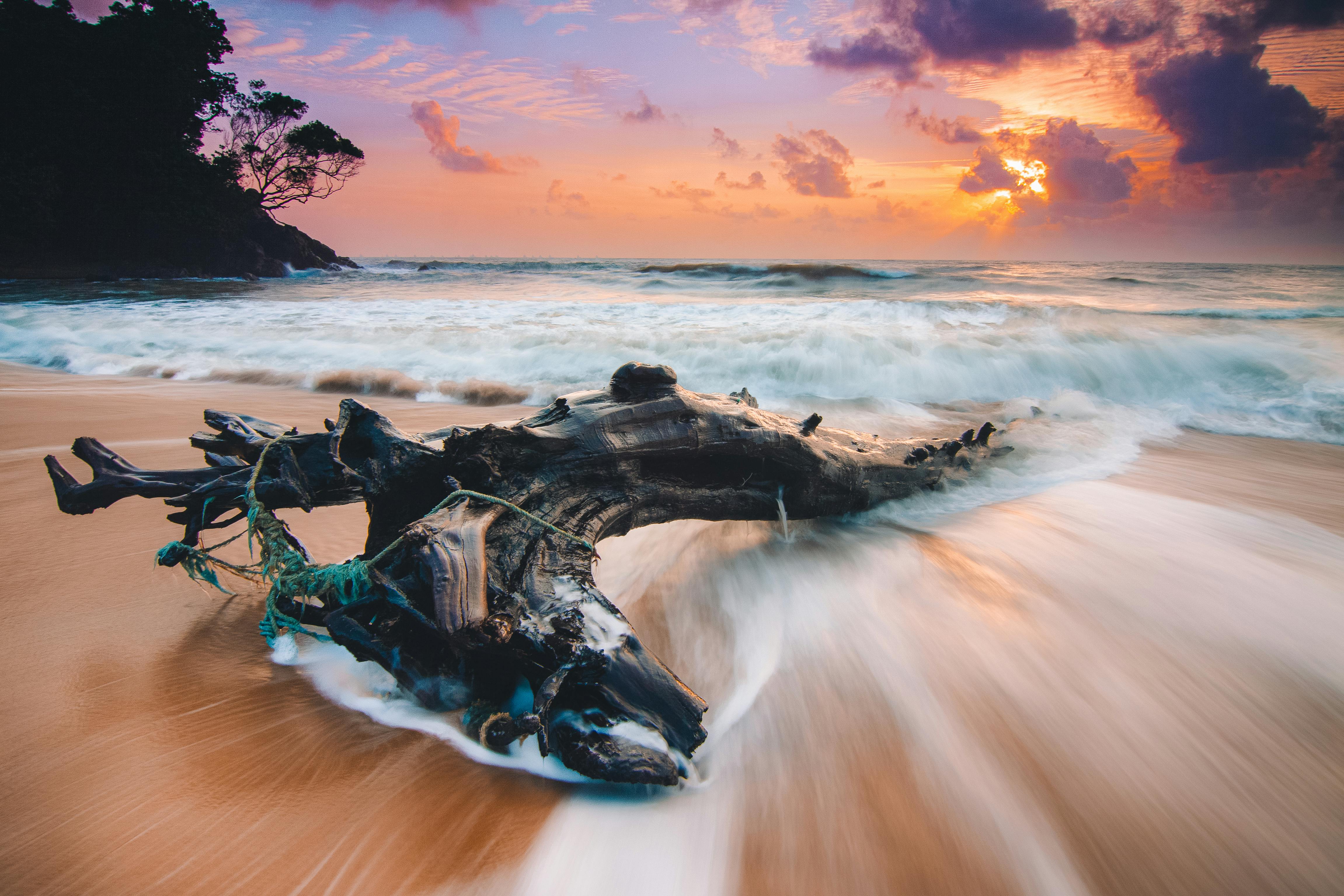 Sea Root Photos, Download The BEST Free Sea Root Stock Photos & HD Images