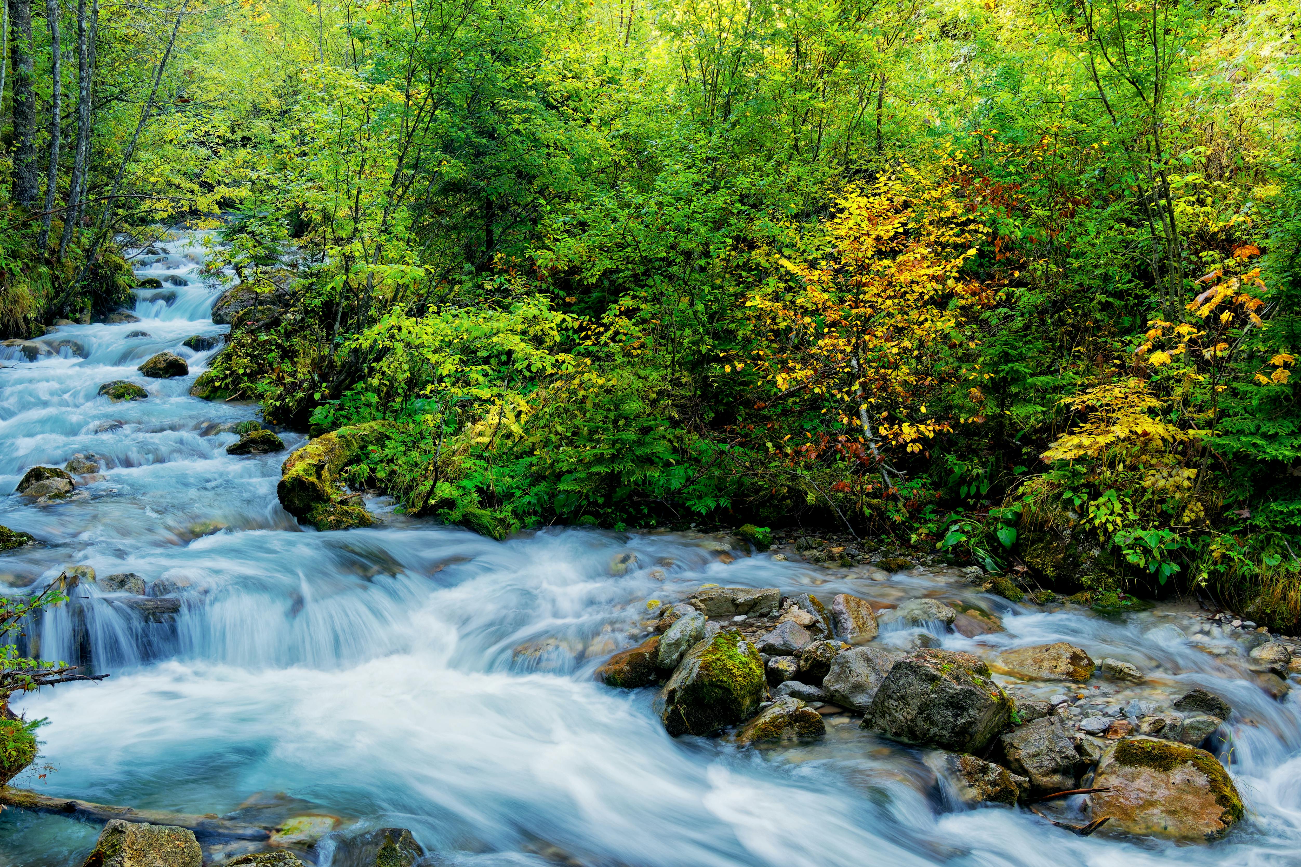 Green Trees Beside River · Free Stock Photo
