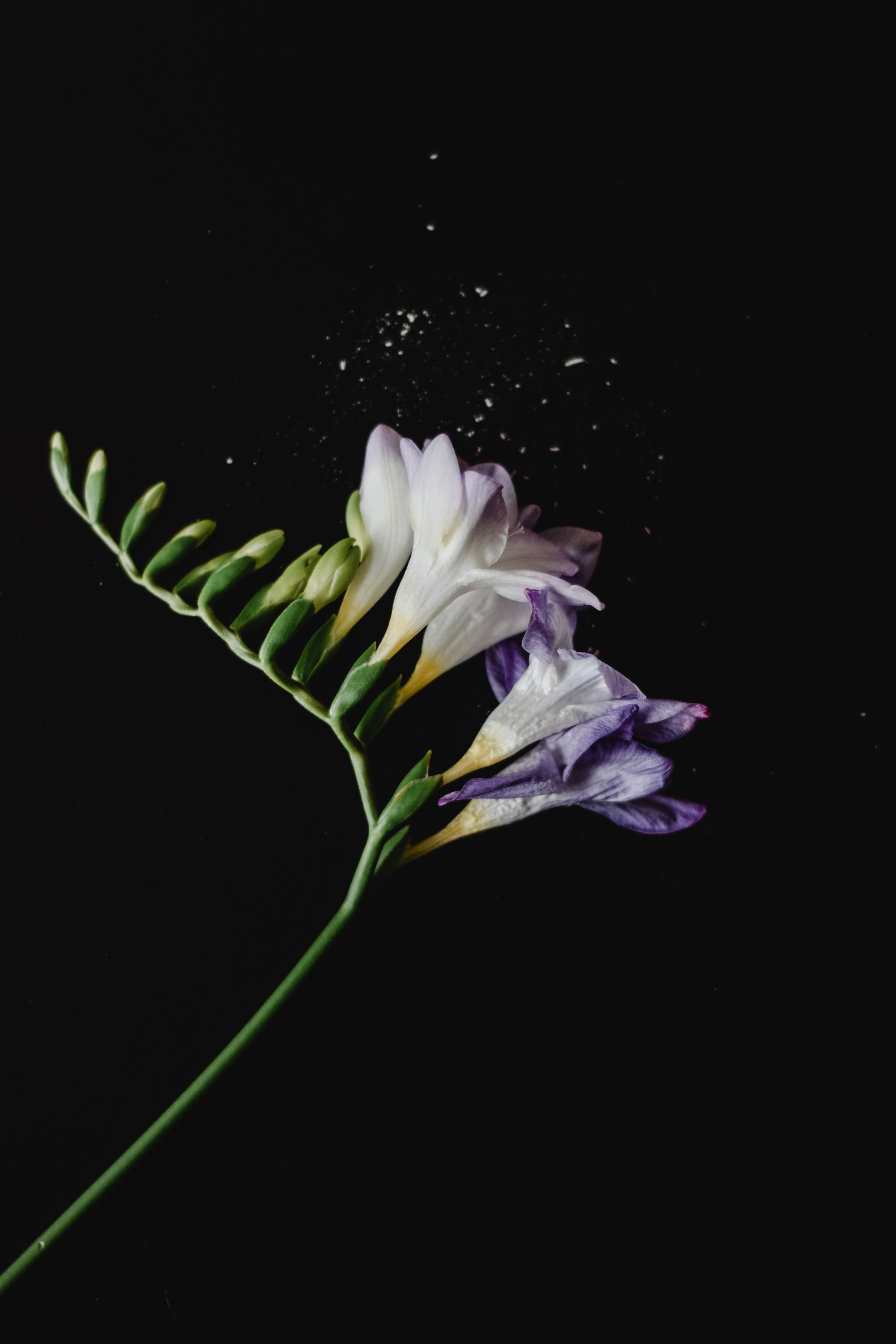 39+ Best Free Freesia Stock Photos & Images · 100% Royalty-Free HD ...