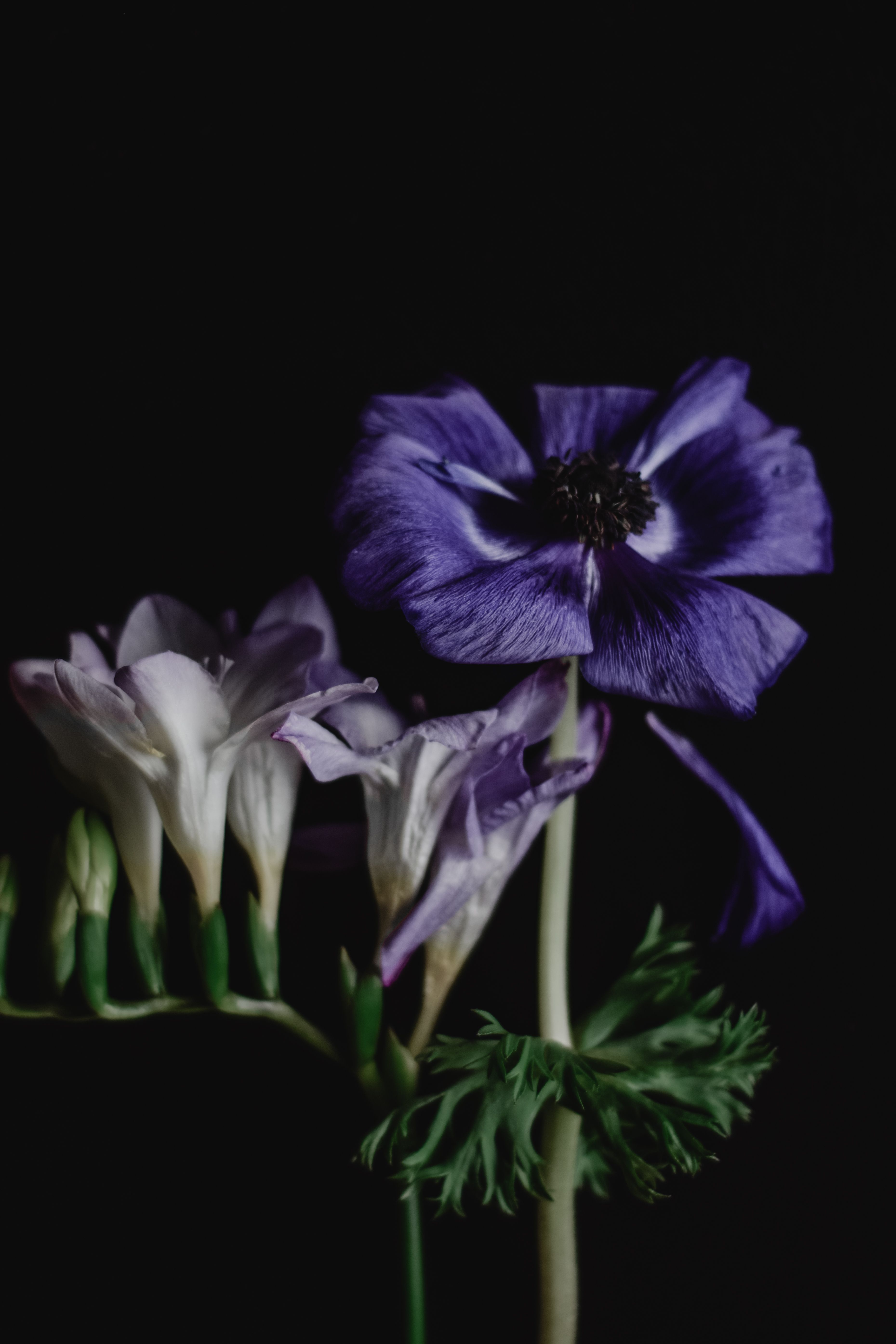 39+ Best Free Freesia Stock Photos & Images · 100% Royalty-Free HD ...