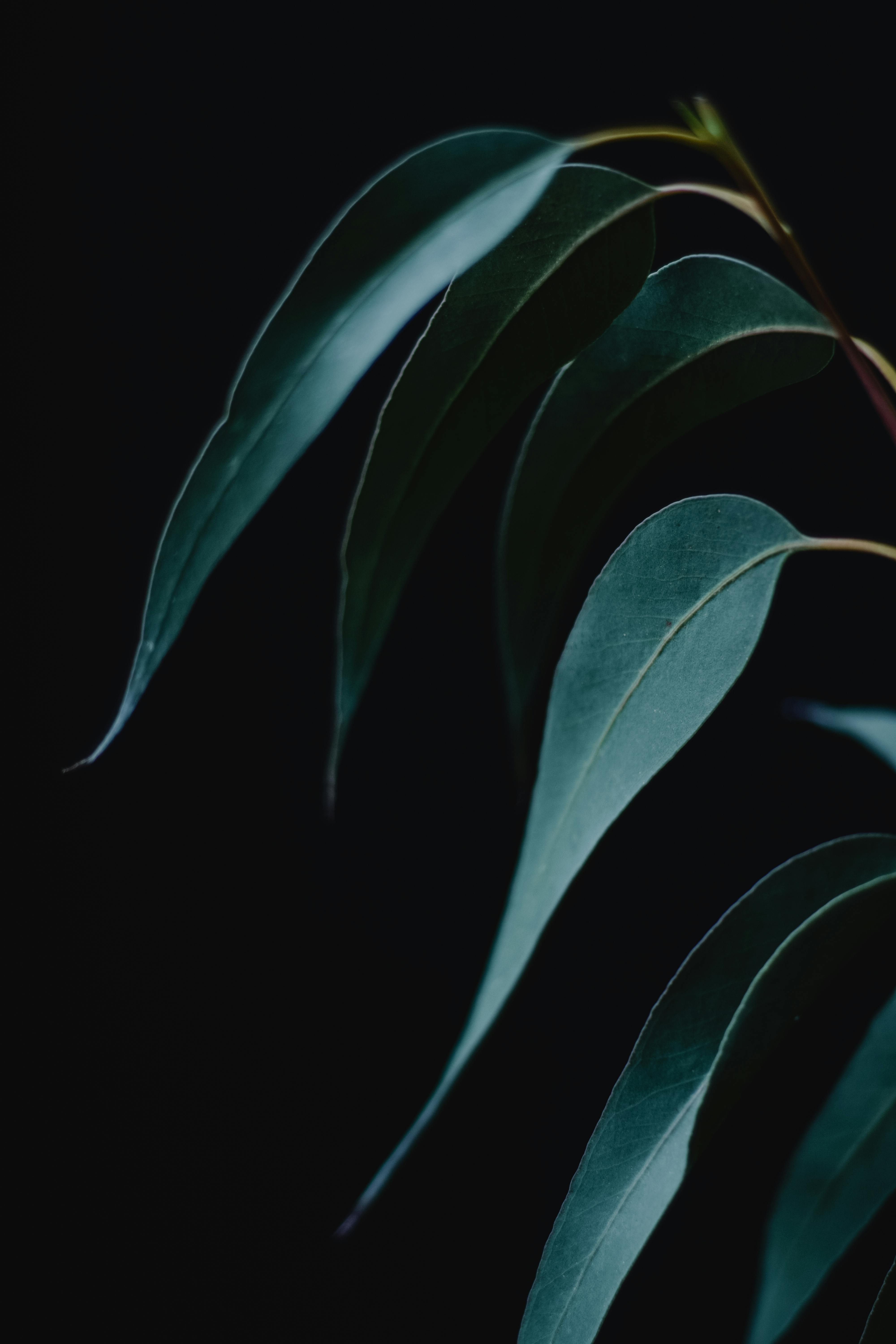 200,000+ Best Dark Backgrounds Photos · 100% Free Download · Pexels ...