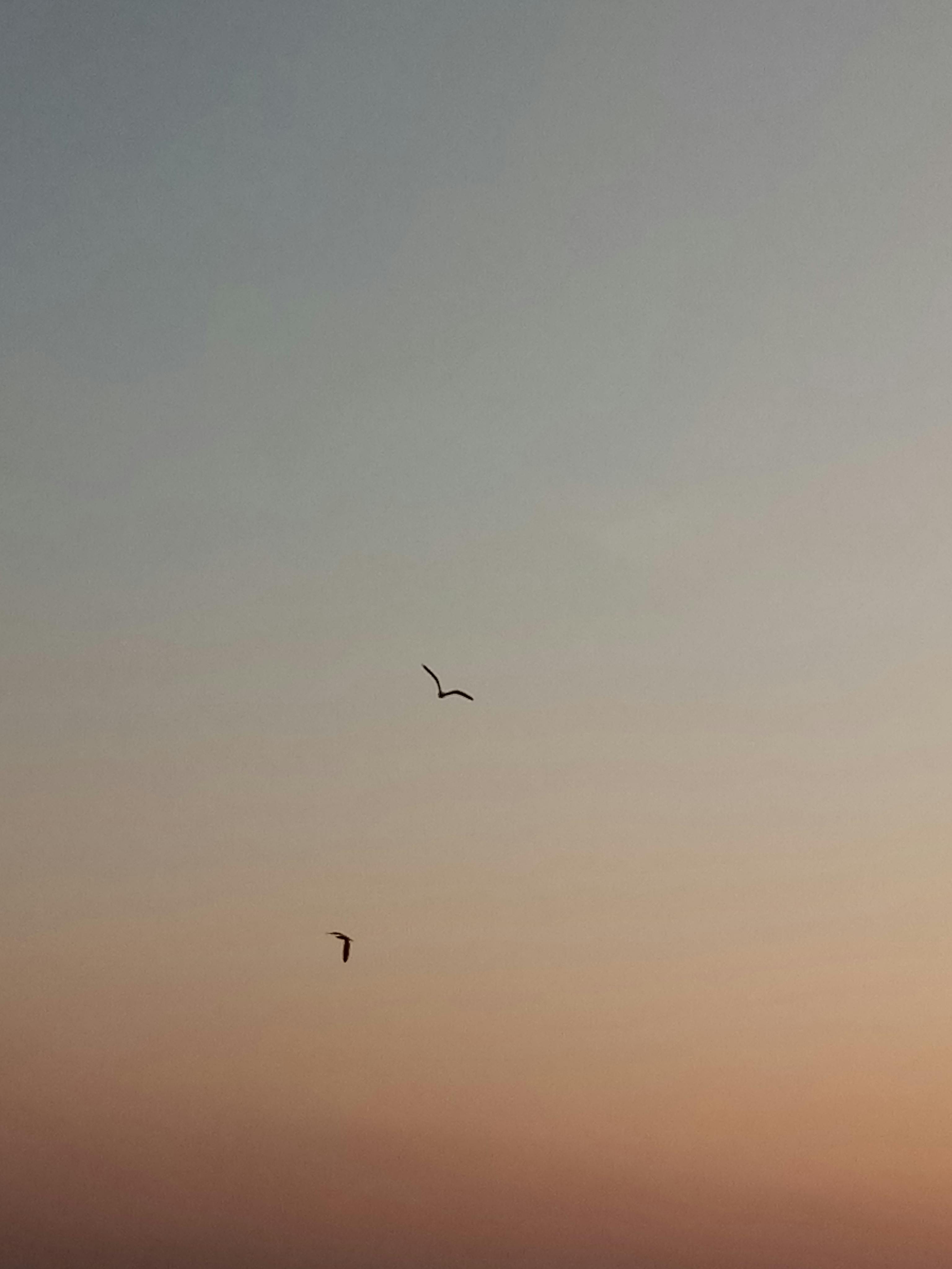 Low Angle Photo of Bird Flying during Night · Free Stock Photo