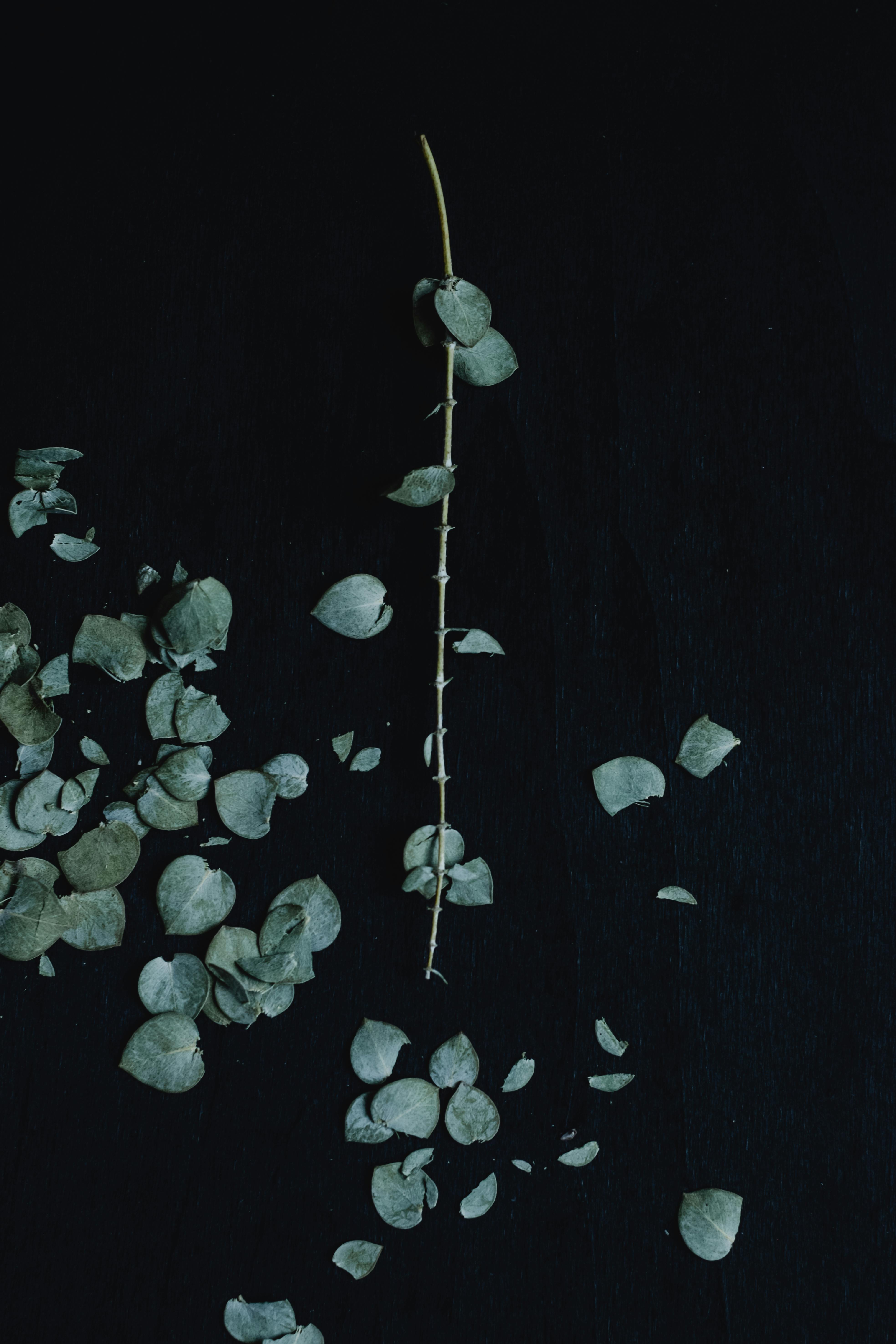 Calming Background And Soothing Visuals Of Nature Photos, Download The ...