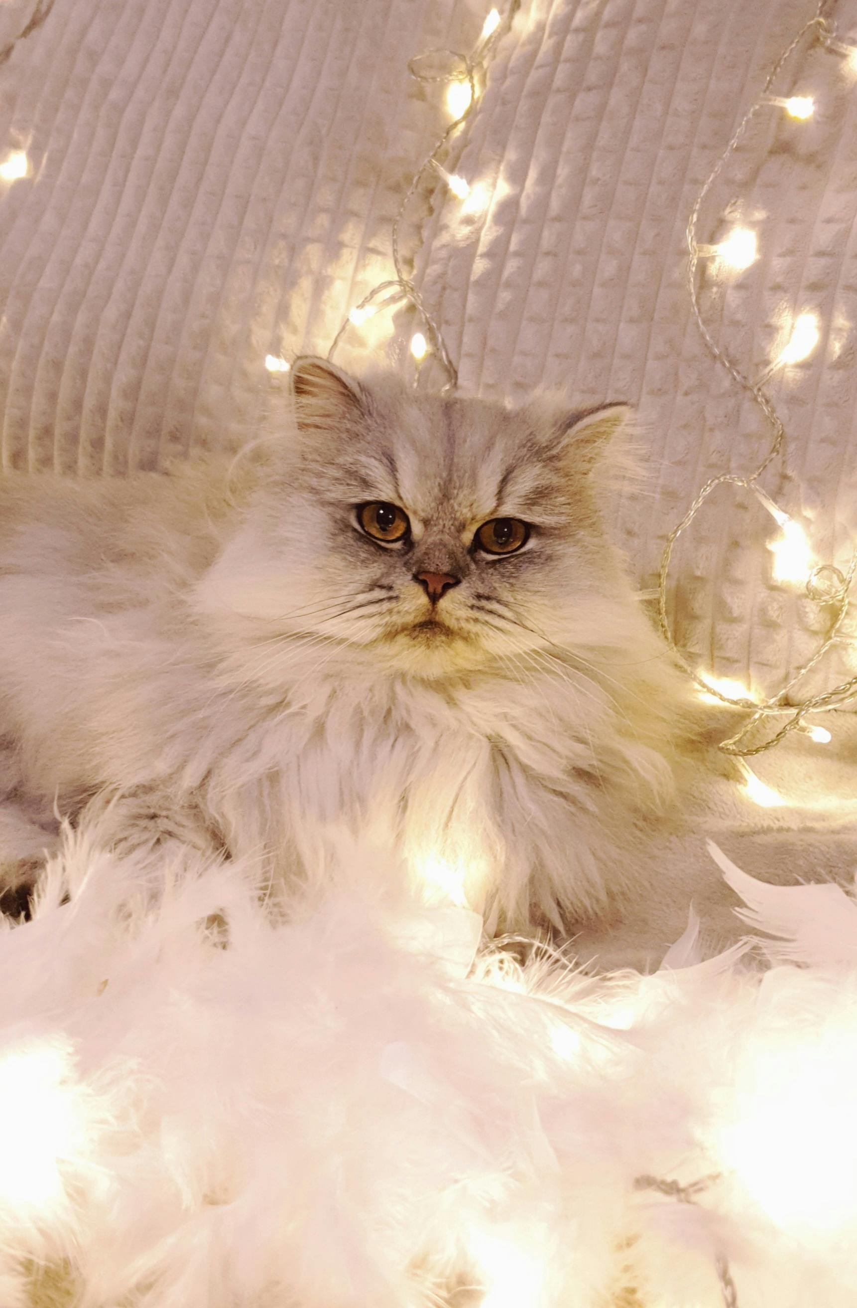 Persian Cat Photos, Download The BEST Free Persian Cat Stock Photos ...