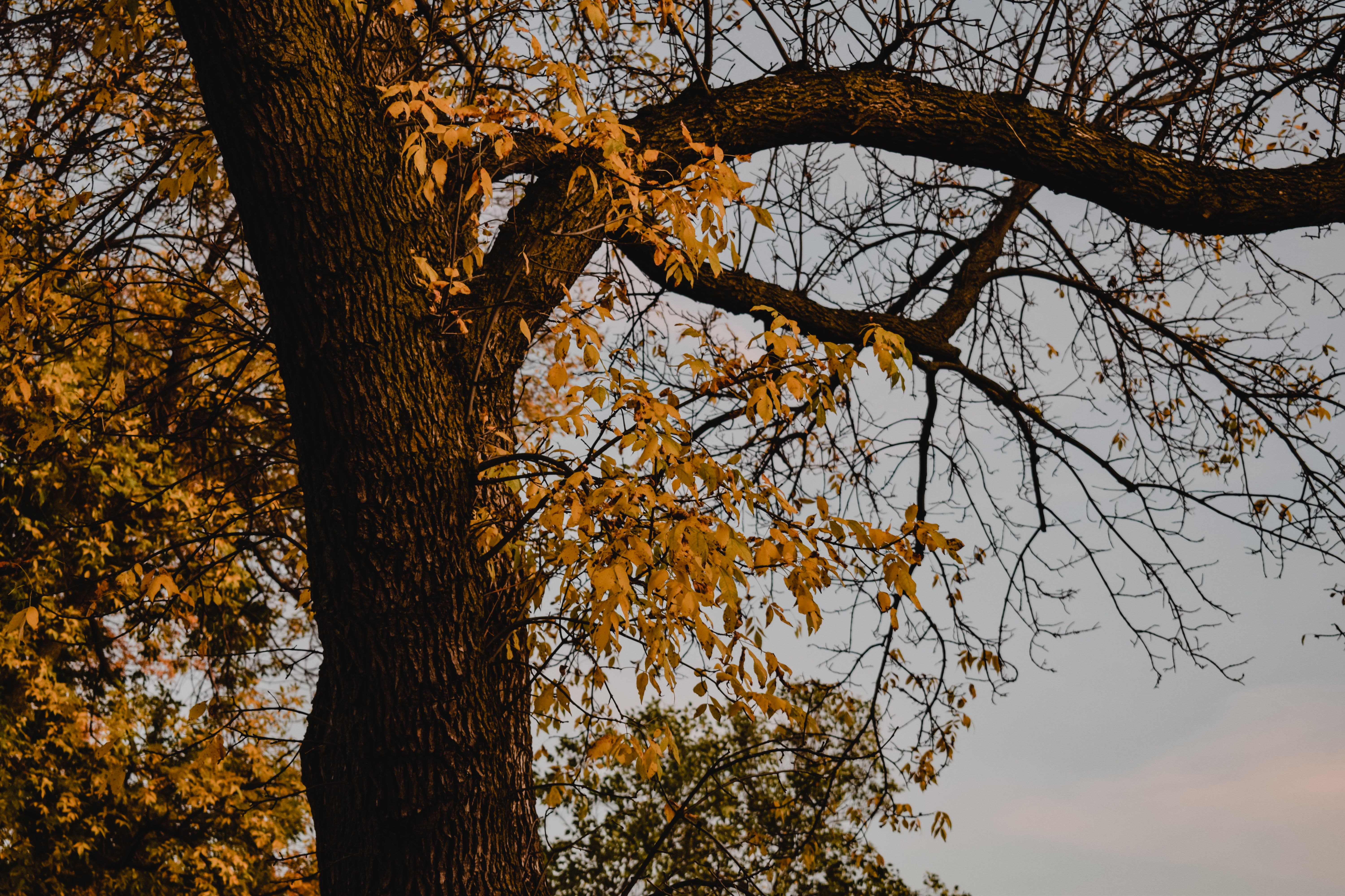 Brown Tree Under Blue Sky · Free Stock Photo