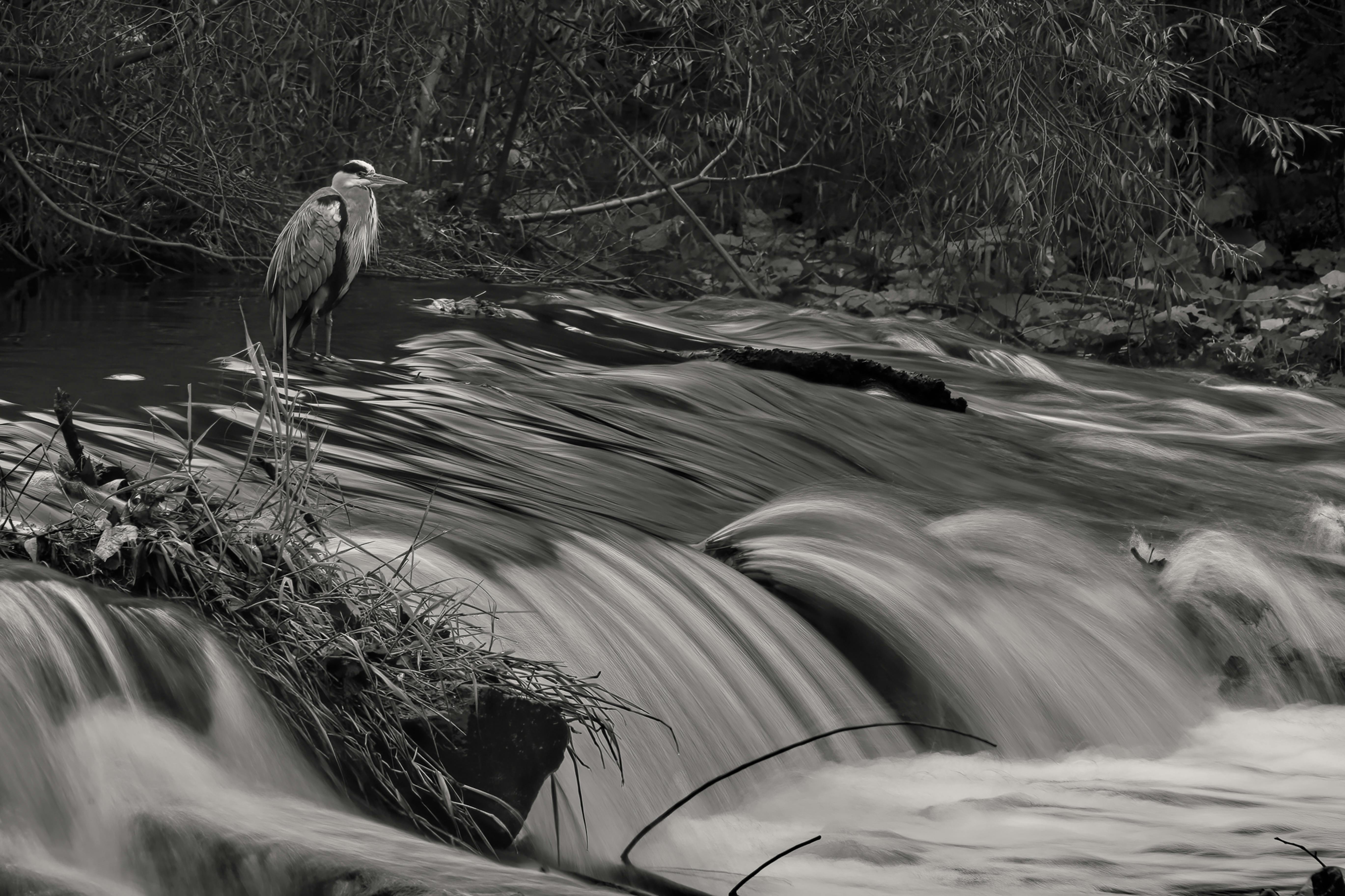 Greyscale Photo of Water and Leaves · Free Stock Photo