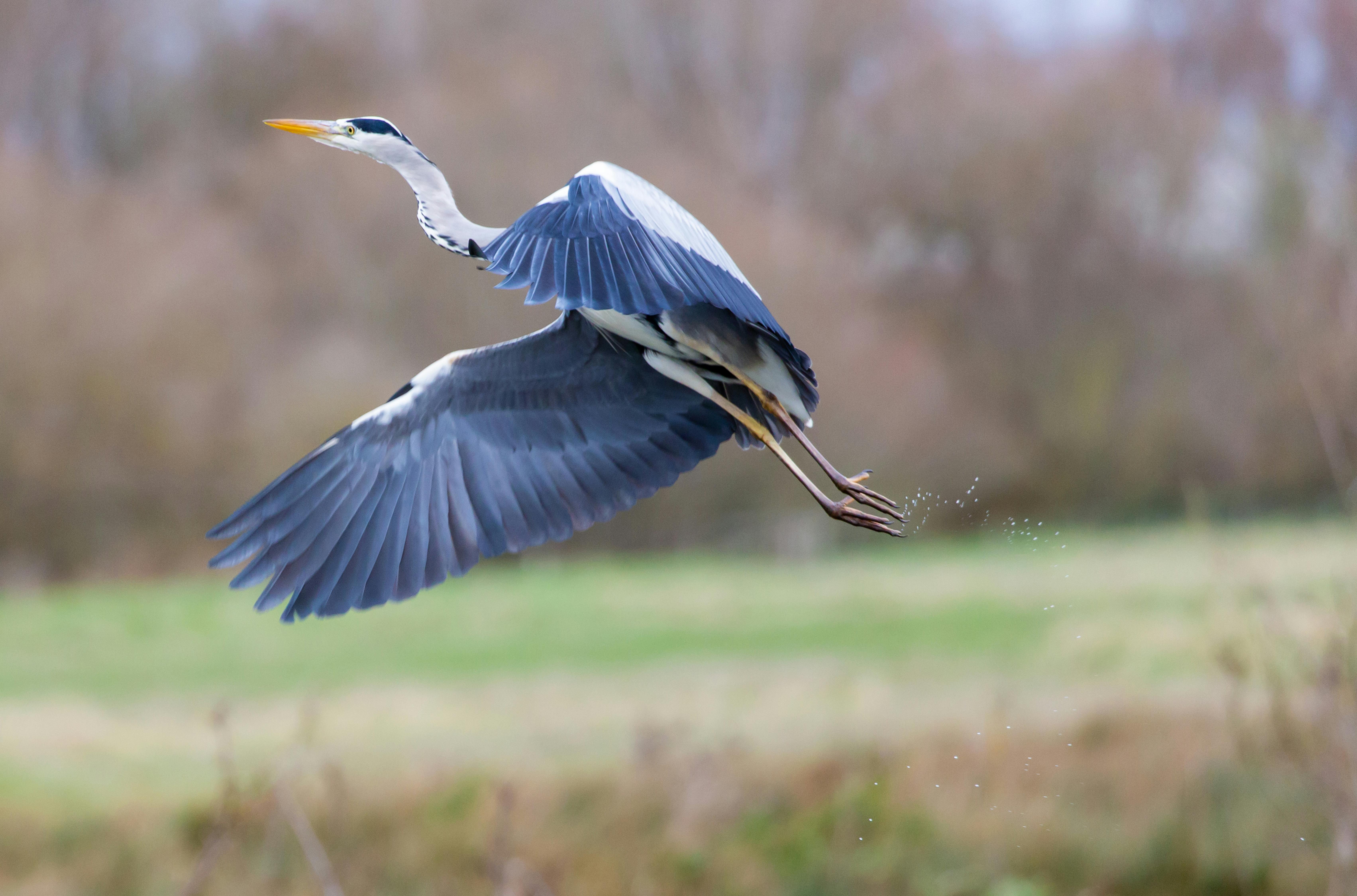 White and Gray Bird Flying · Free Stock Photo