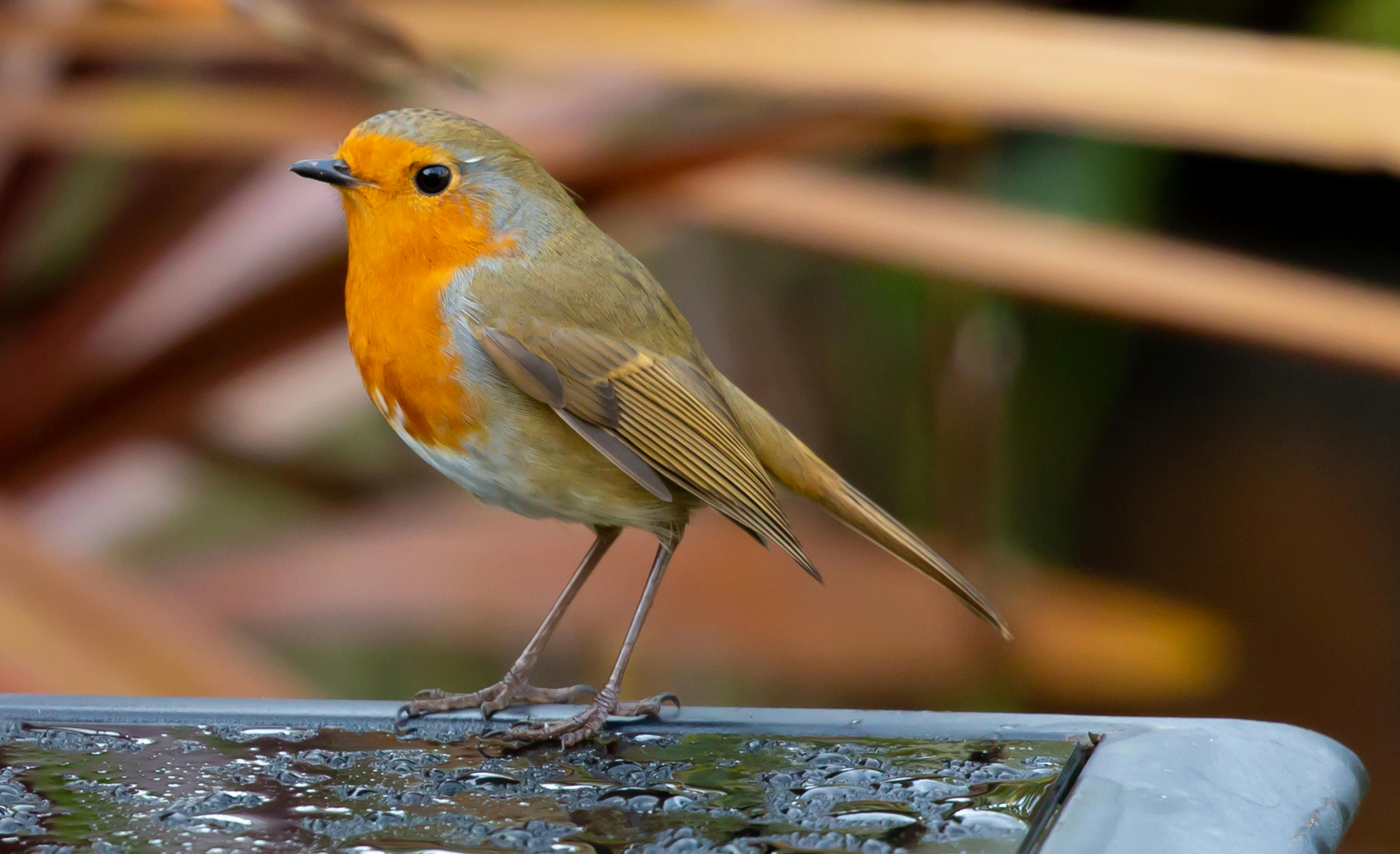 Photo of a Small Bird · Free Stock Photo