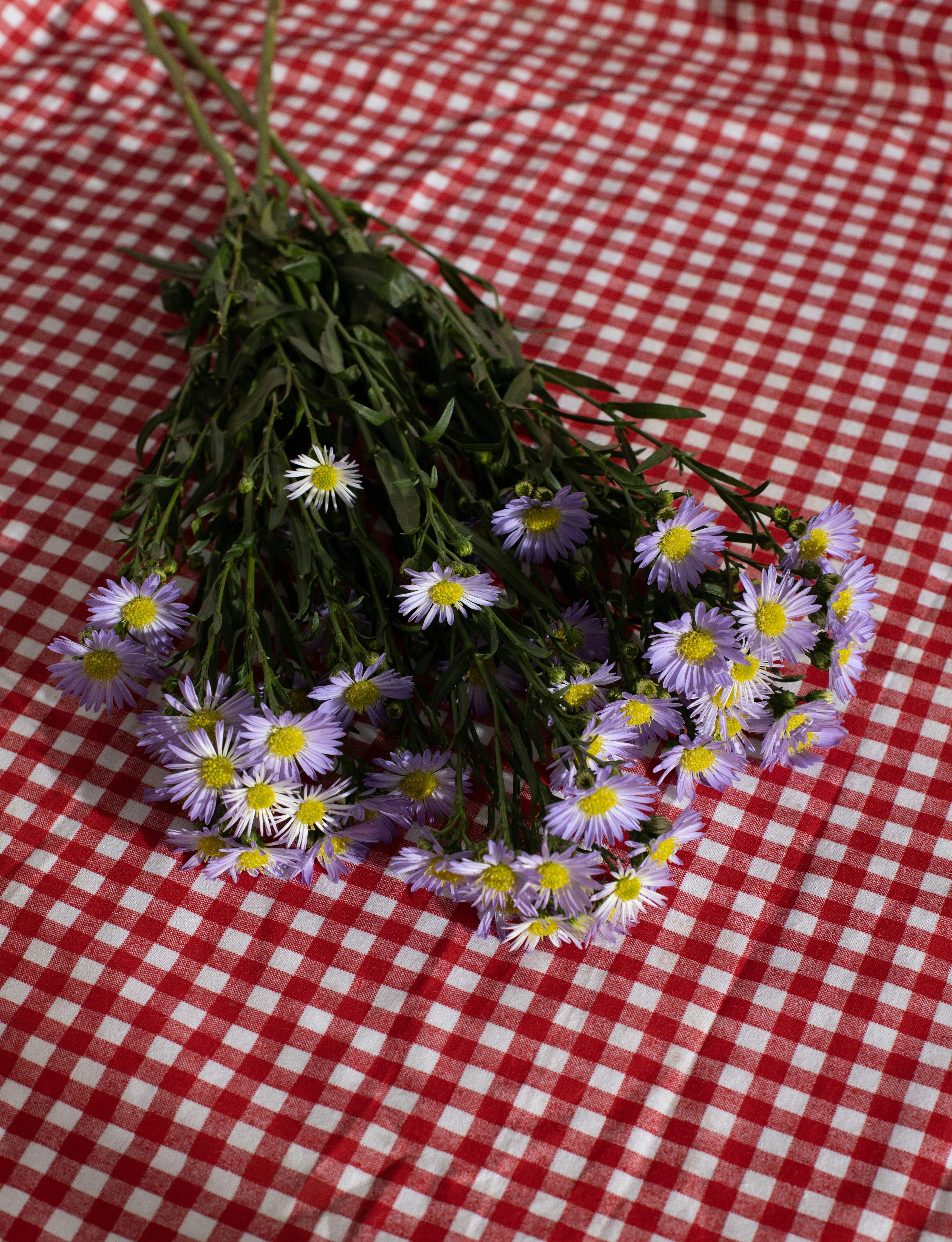 Bouquet of delicate purple chamomile placed on checkered tablecloth ...