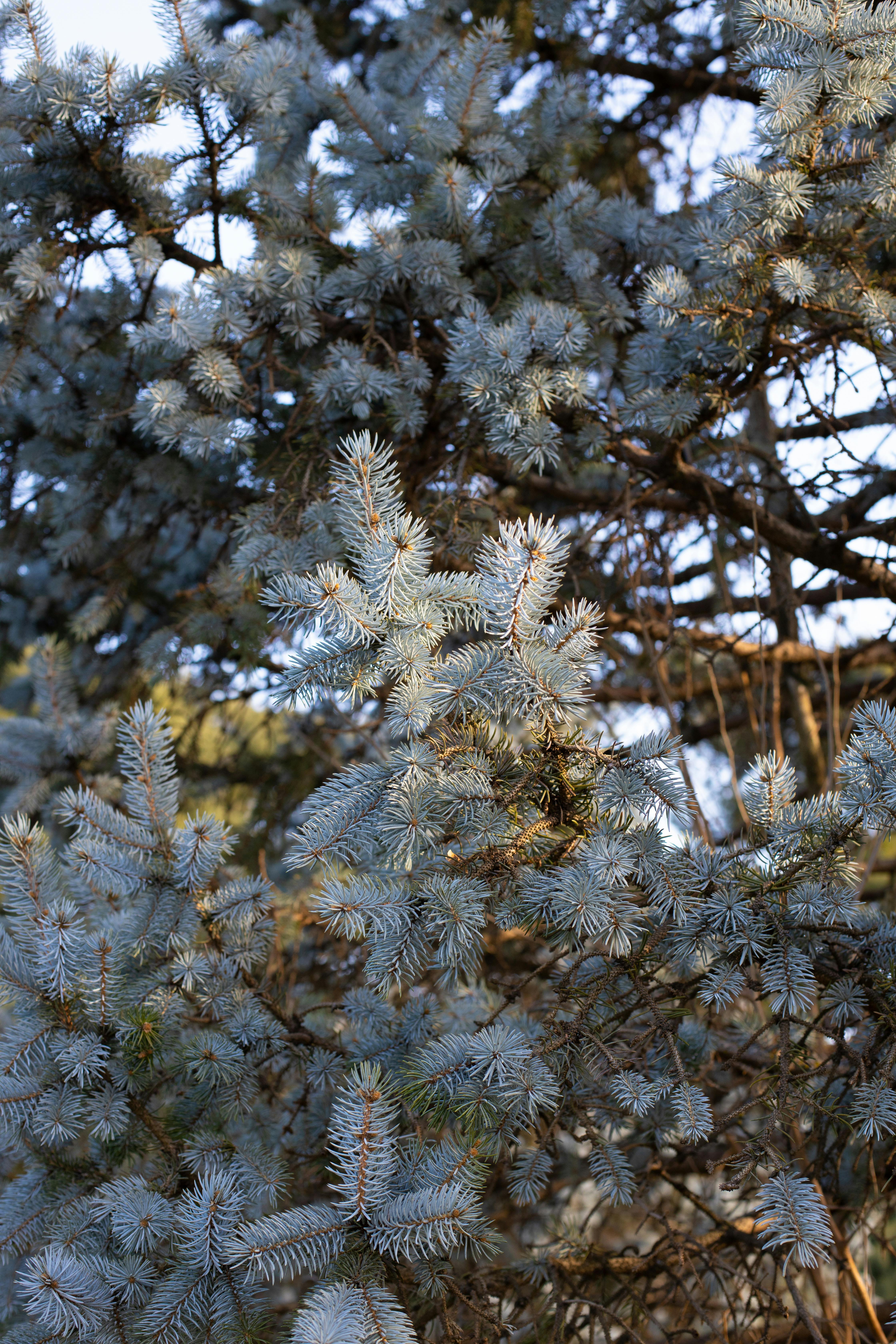Branches of fir tree in sunlight · Free Stock Photo