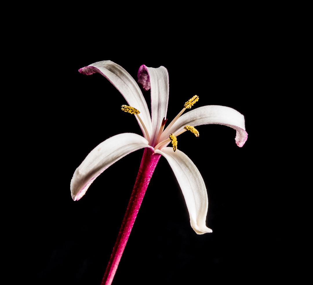 Drooping Lily Flower: Causes and Easy Fixes Explained