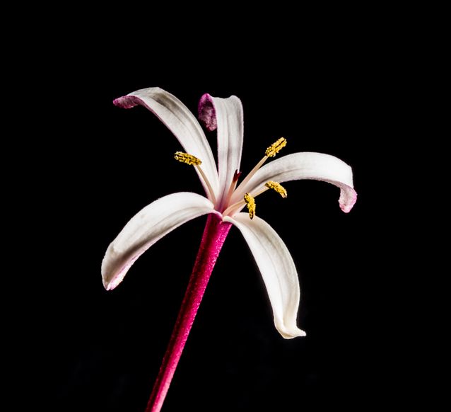 Drooping Lily Flower: Causes and Easy Fixes Explained