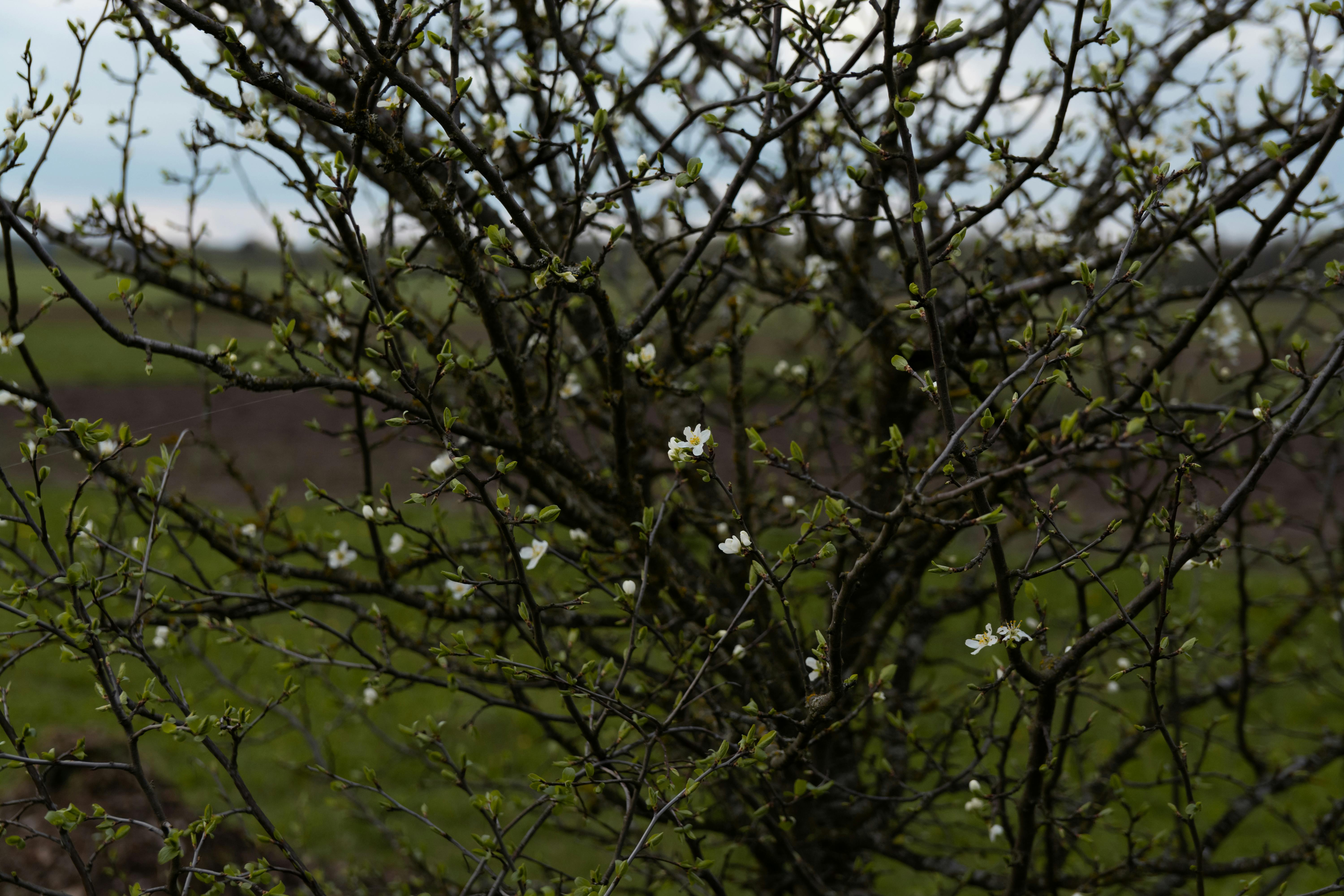 Close-Up Shot of Tree Branches · Free Stock Photo