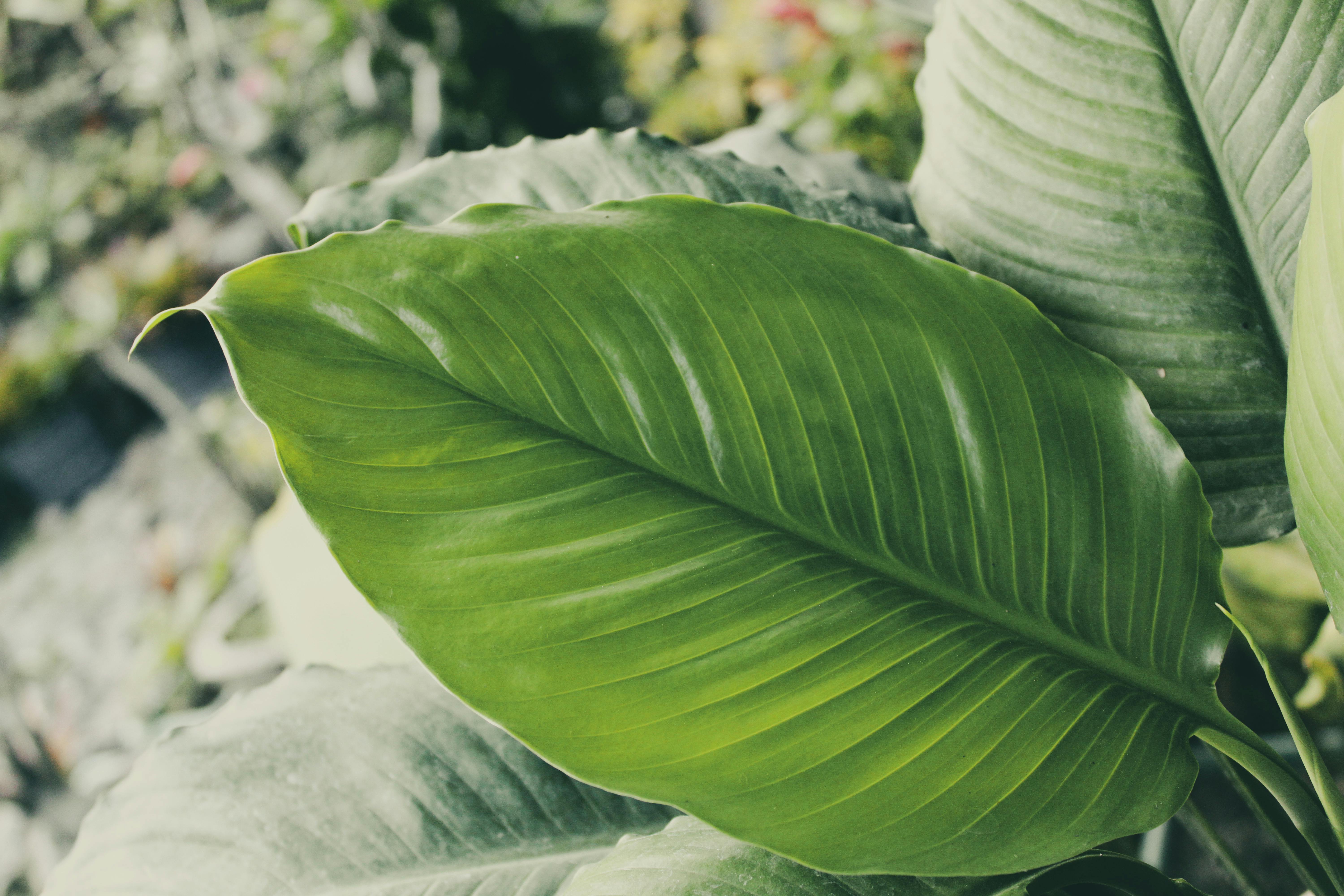 Green Leaf Illustration · Free Stock Photo